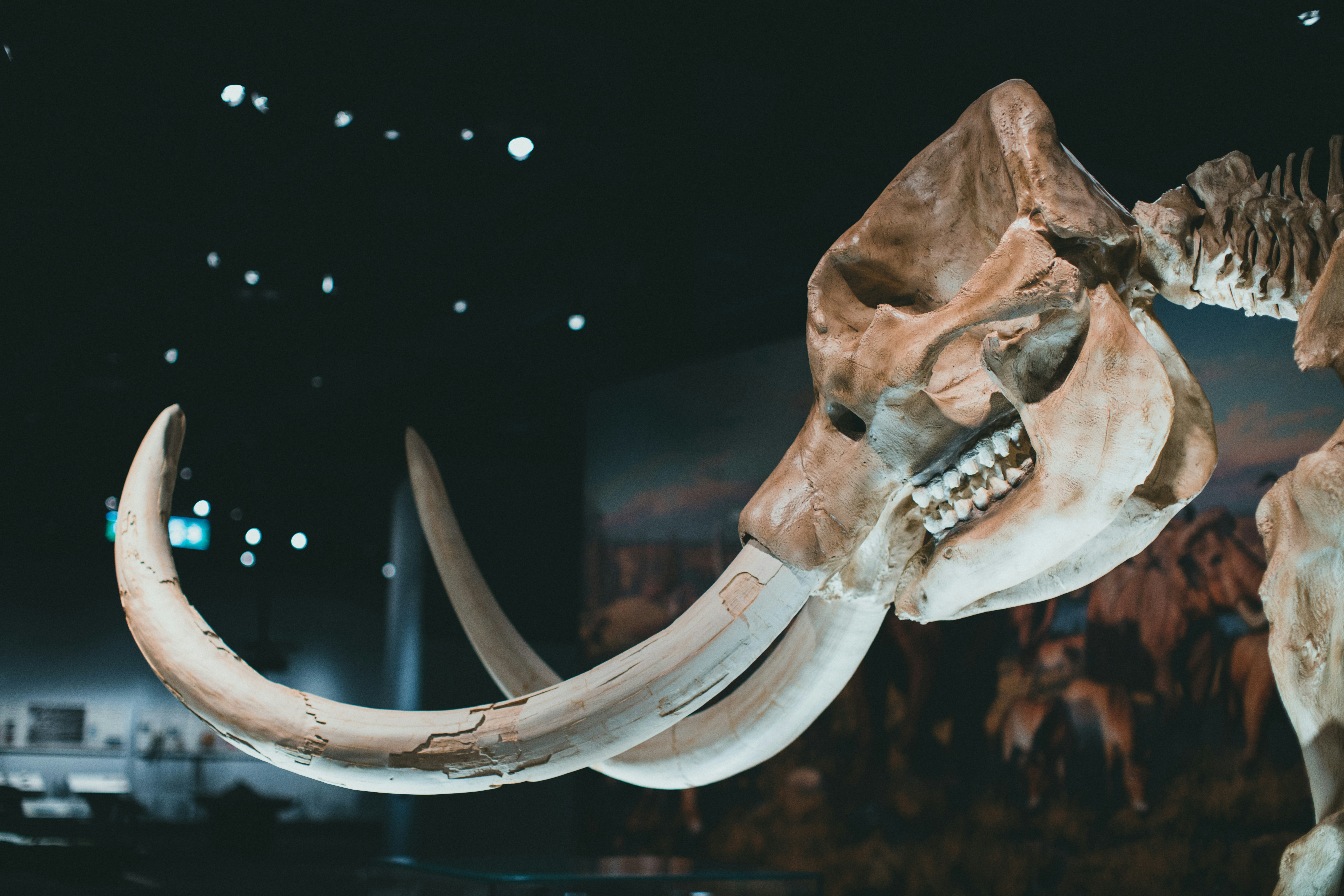 Mammoth skull displayed in a museum, showcasing its impressive tusks and intricate bone structure against a blurred background.