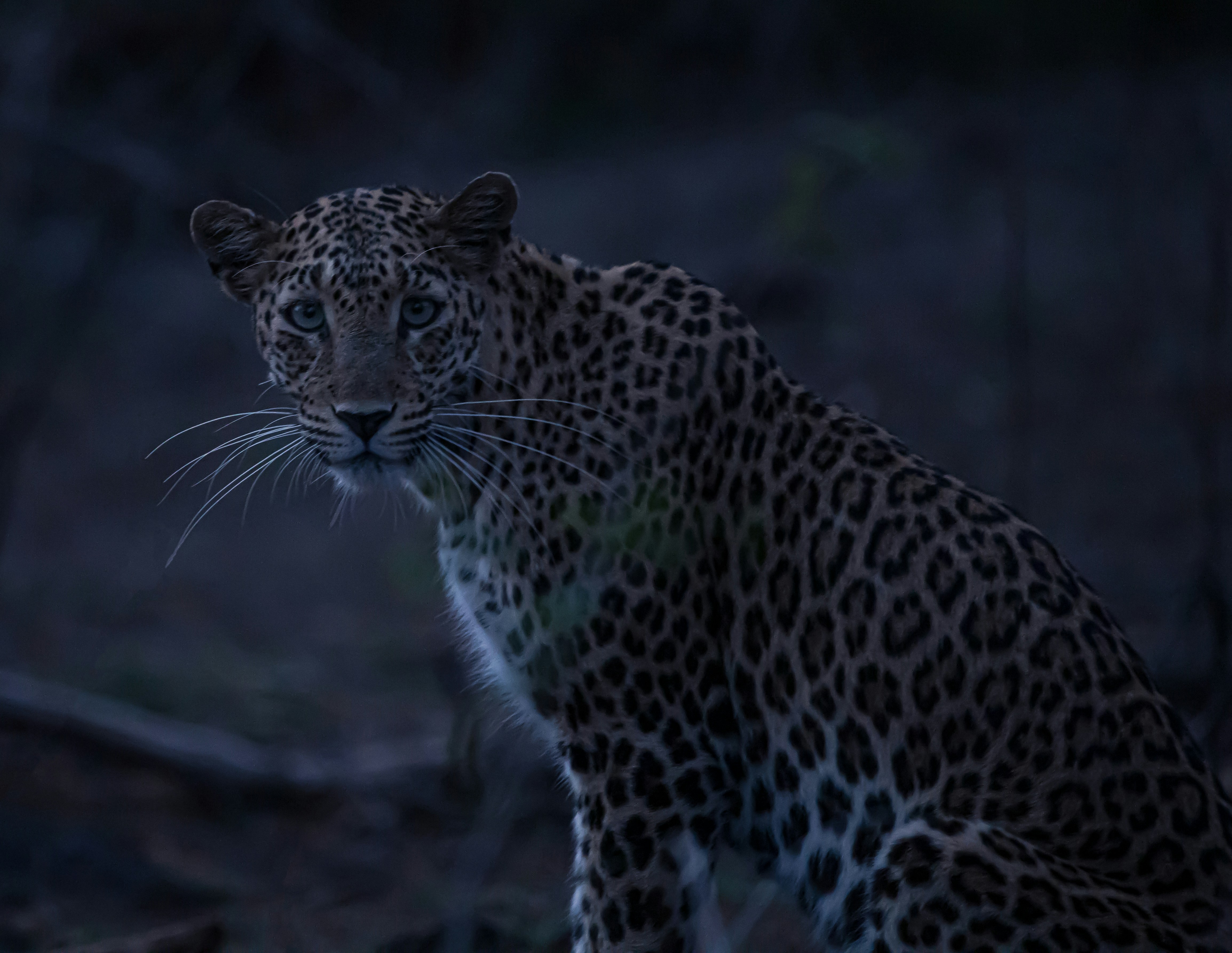A large leopard standing in the middle of a forest photo – Free Gir ...