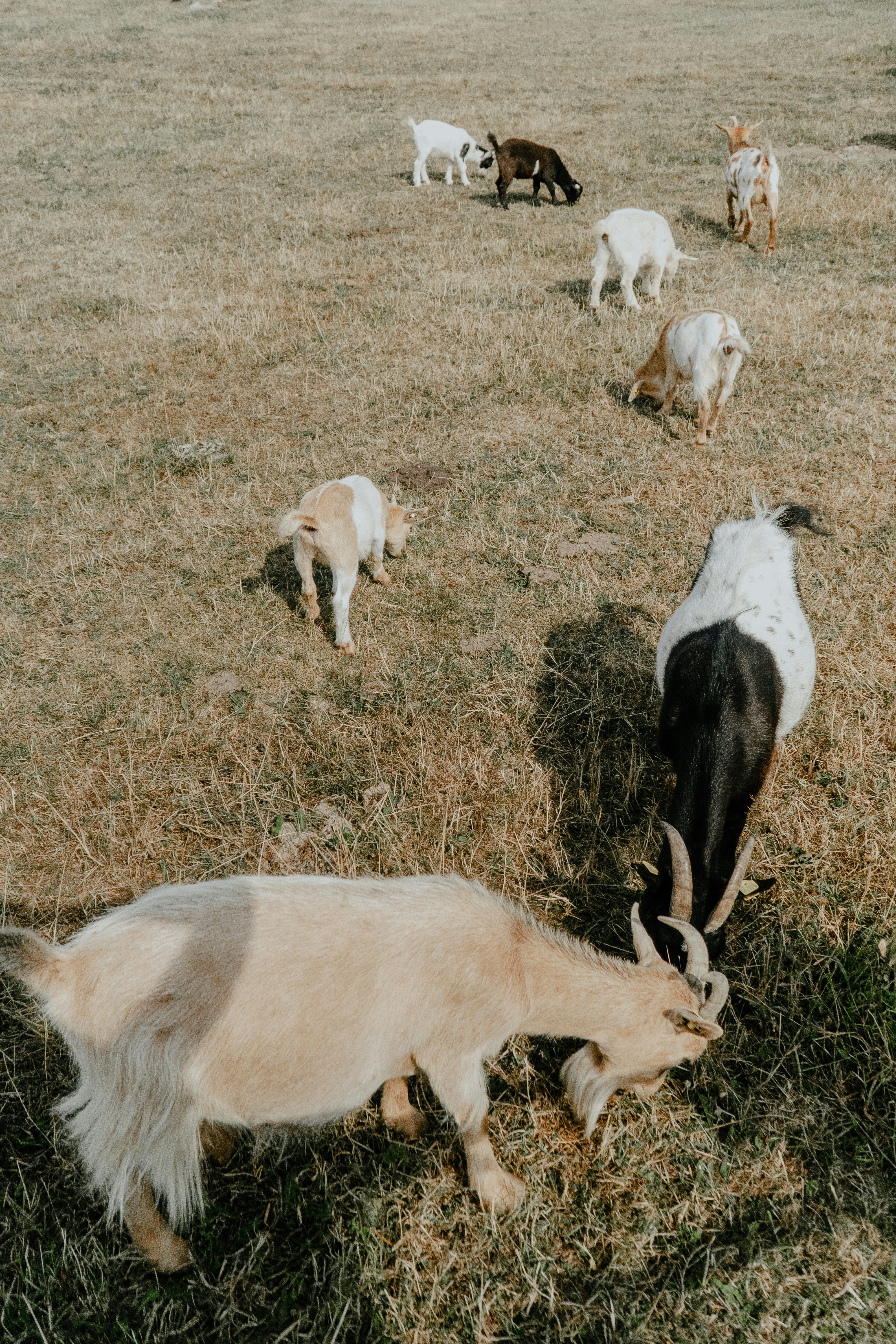 A group of goats foraging in a sunlit field, showcasing their playful nature and varied colors. The scene captures the essence of rural life.