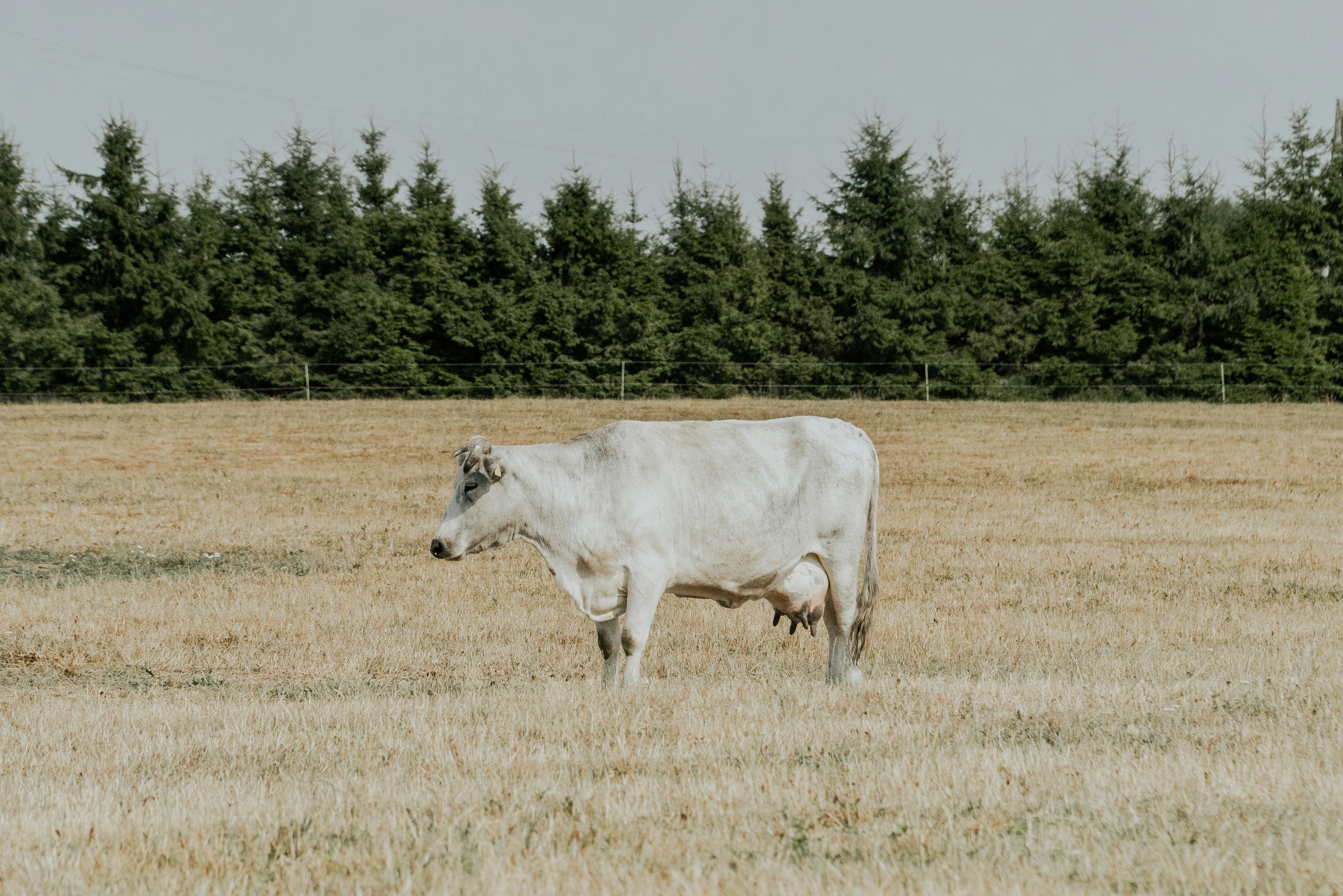 A white cow stands gracefully in a golden field, framed by a backdrop of lush evergreen trees. The scene captures the tranquility of rural life.