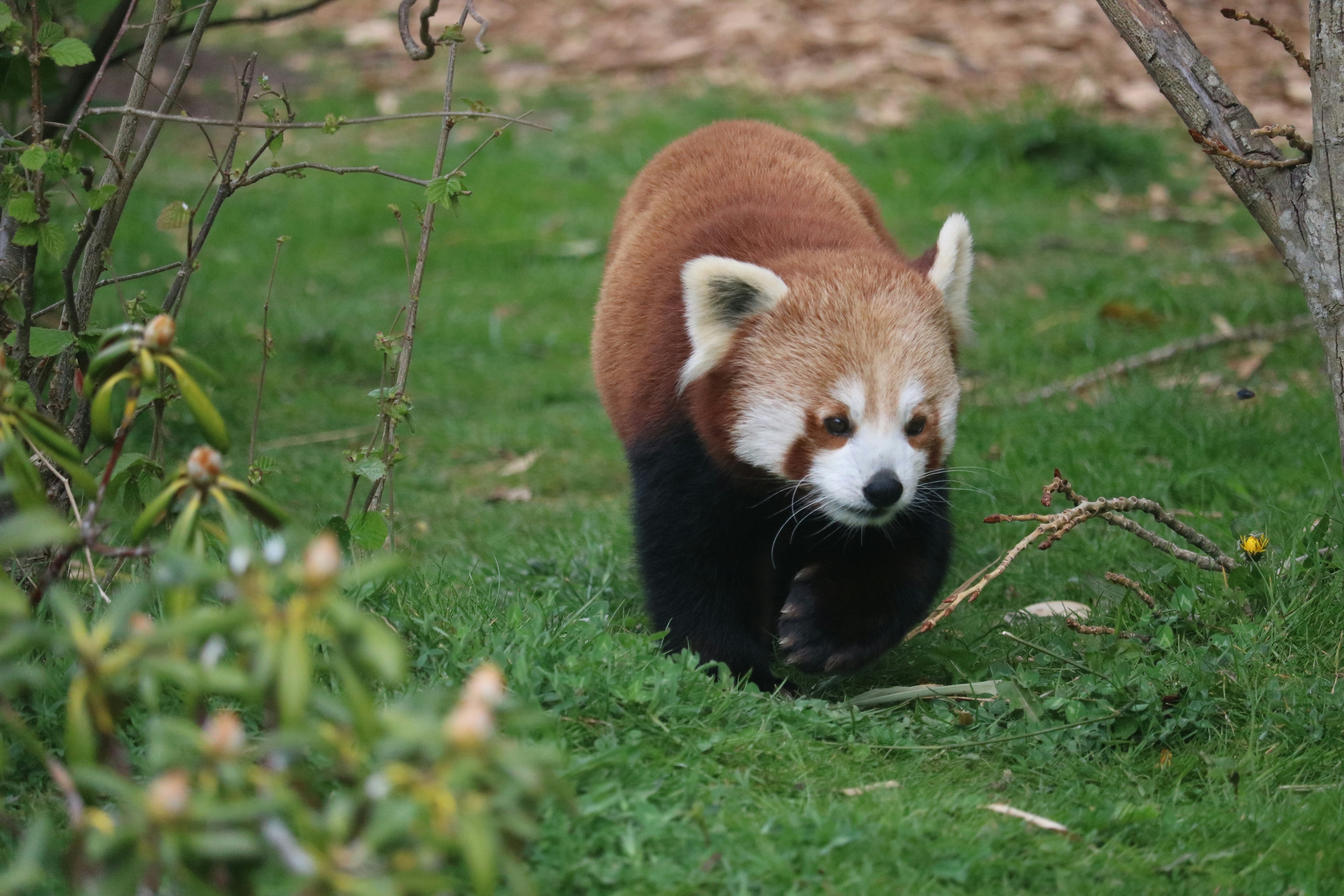 Red Panda