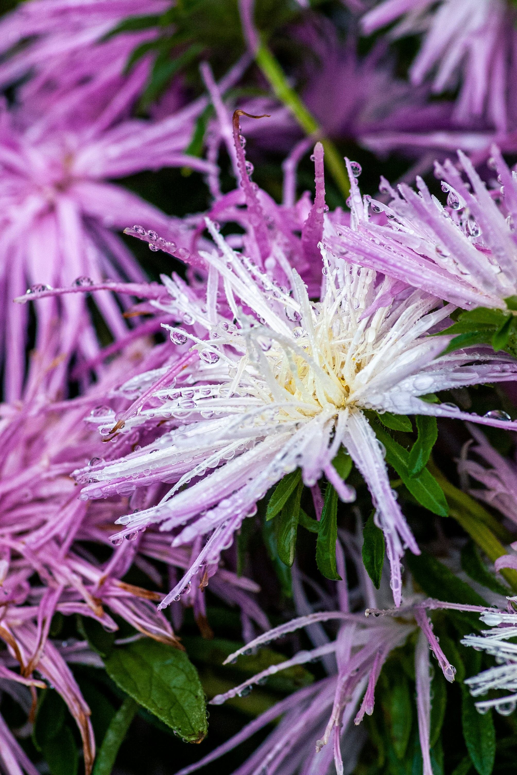 Iris Fireworks: Dew-dusted Purple Blossoms in Focus Burst