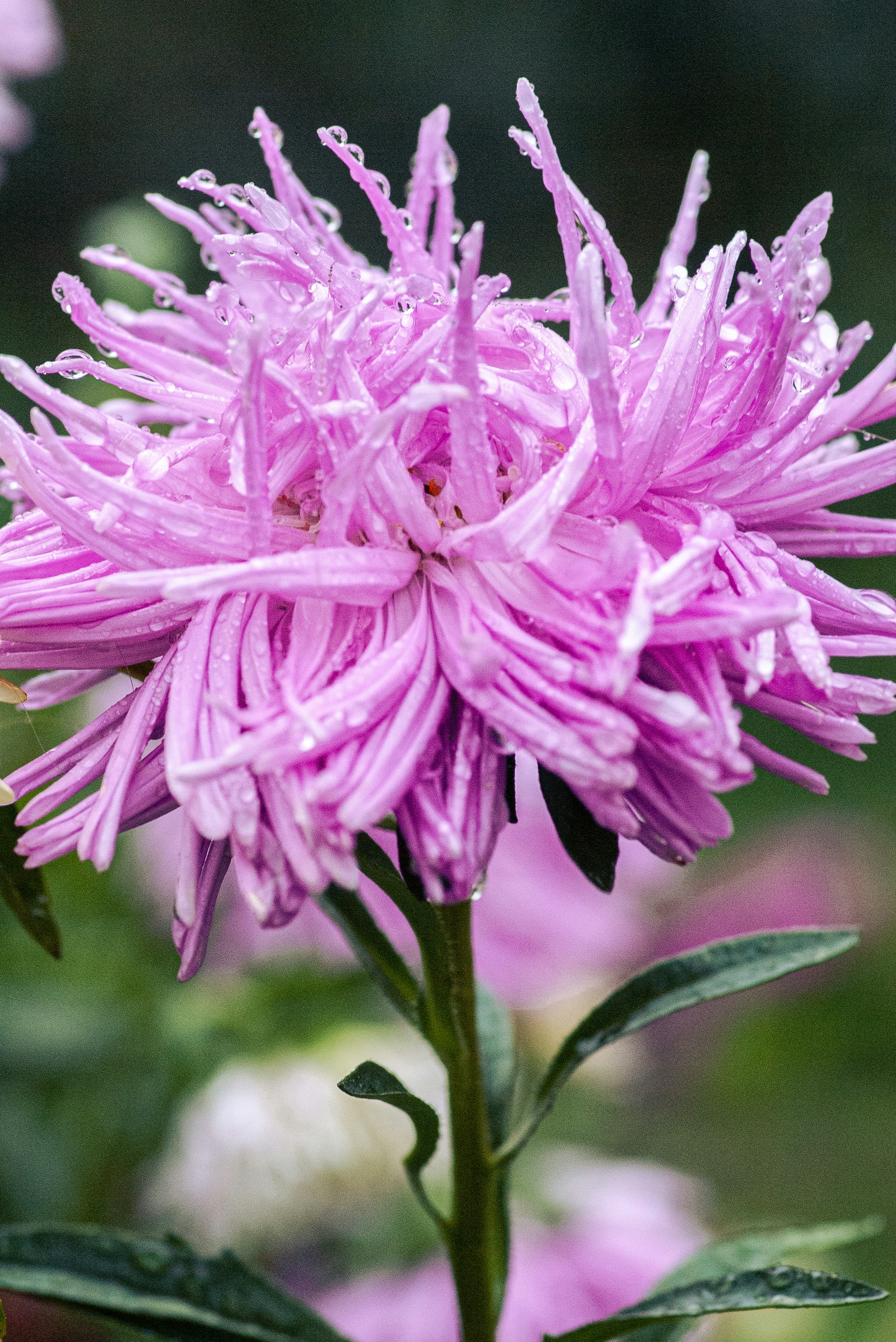 Pink Chrysanthemum in Dew: A Close-Up of Velvet Petals