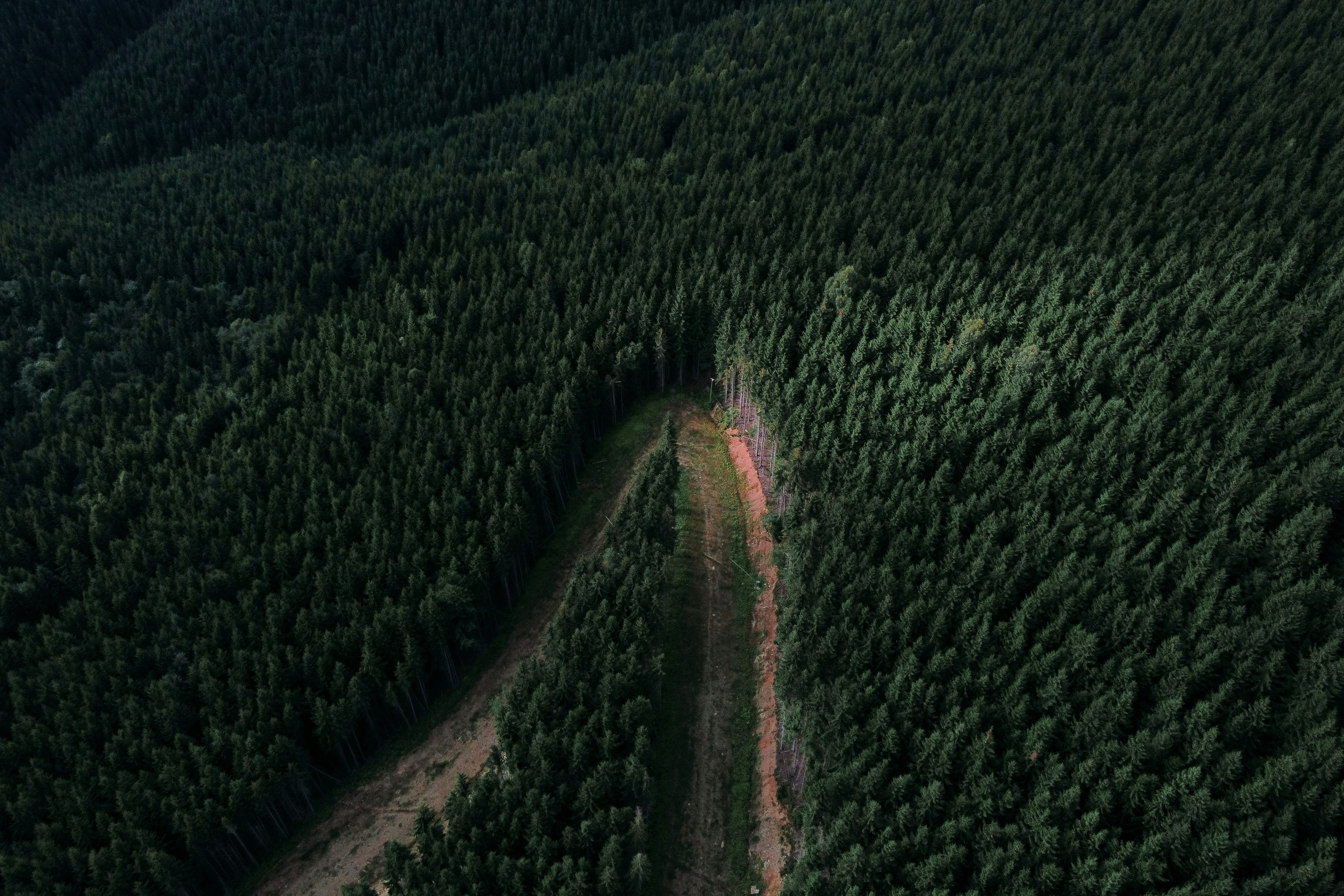 Conifer Ribbon: A winding dirt trail threads through a sea of pines
