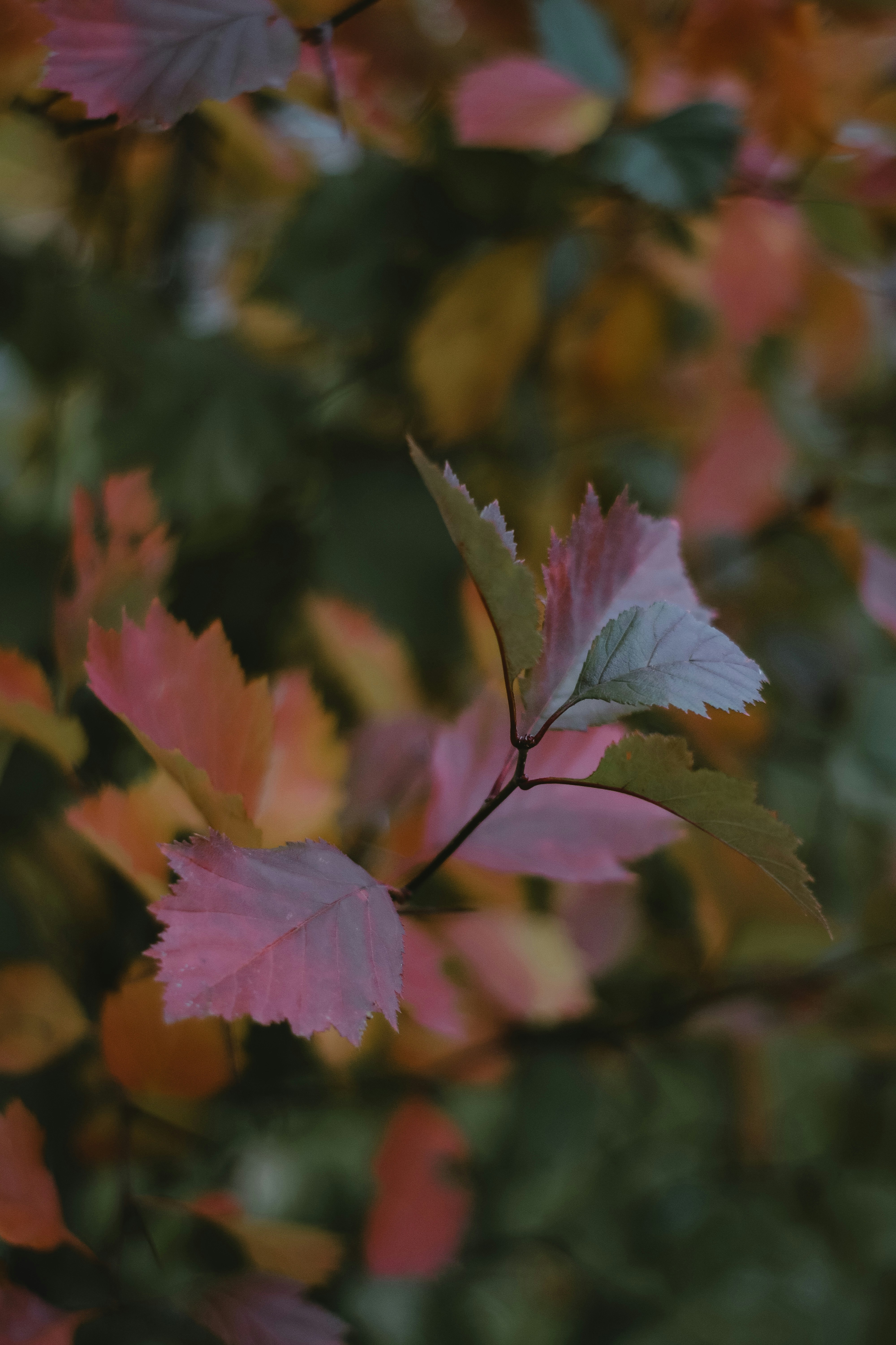 Crimson-veined leaf in a sea of autumn color