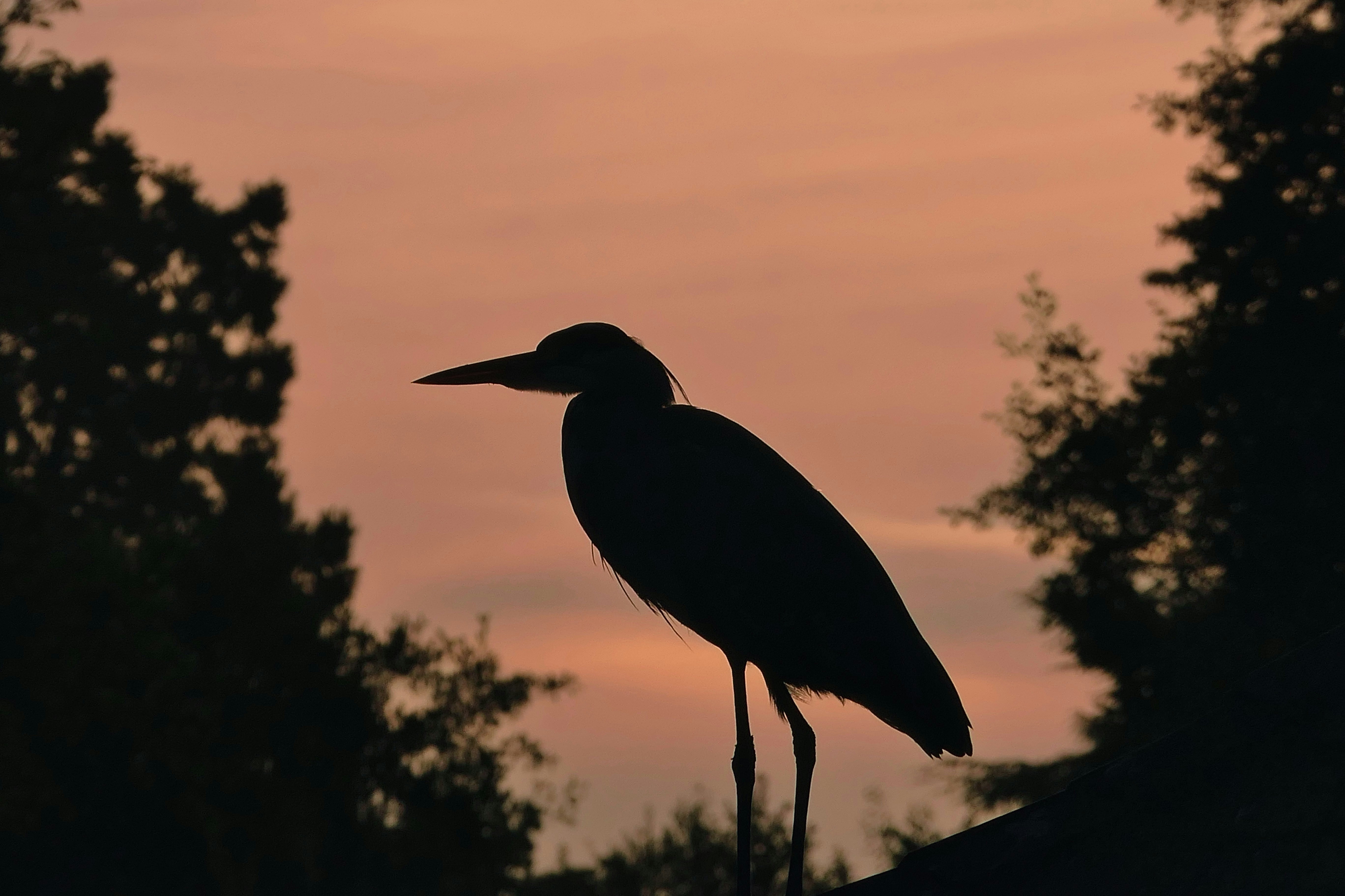 Silhouette of a heron perched against a pastel sunset sky, surrounded by soft outlines of trees. 