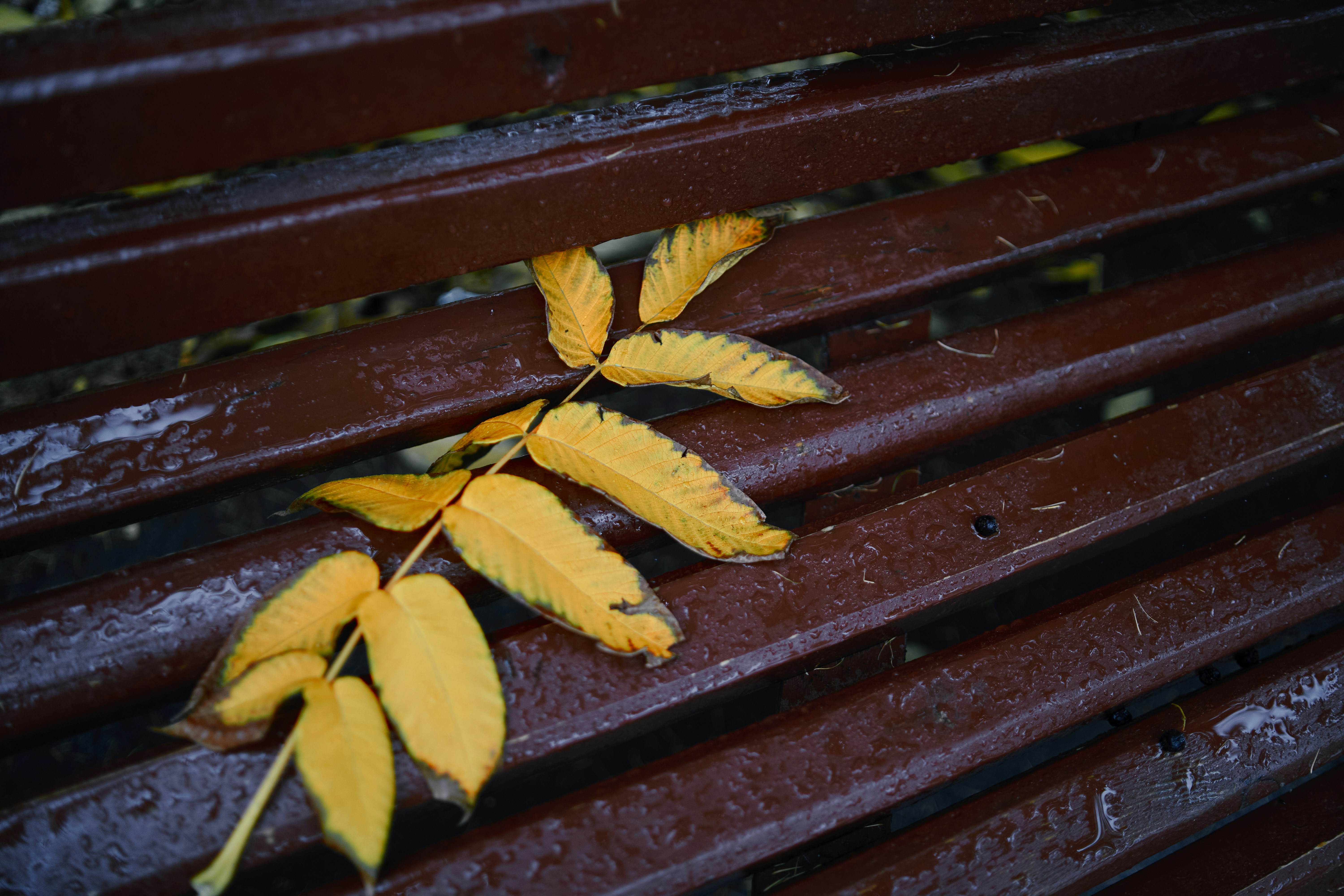 Autumn Fragments on a Weathered Bench
