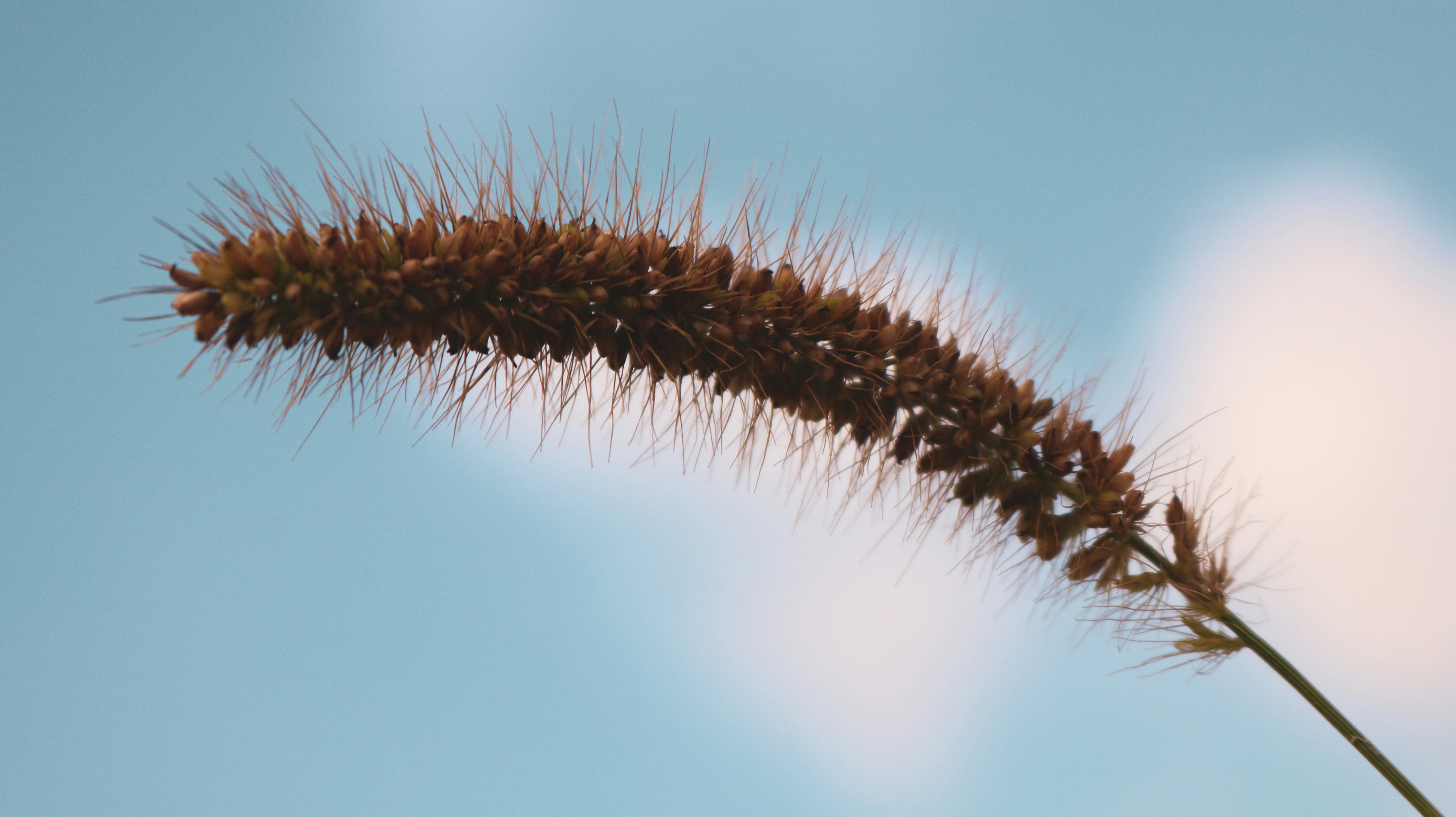 Curved Spike: a single foxtail against a cerulean sky