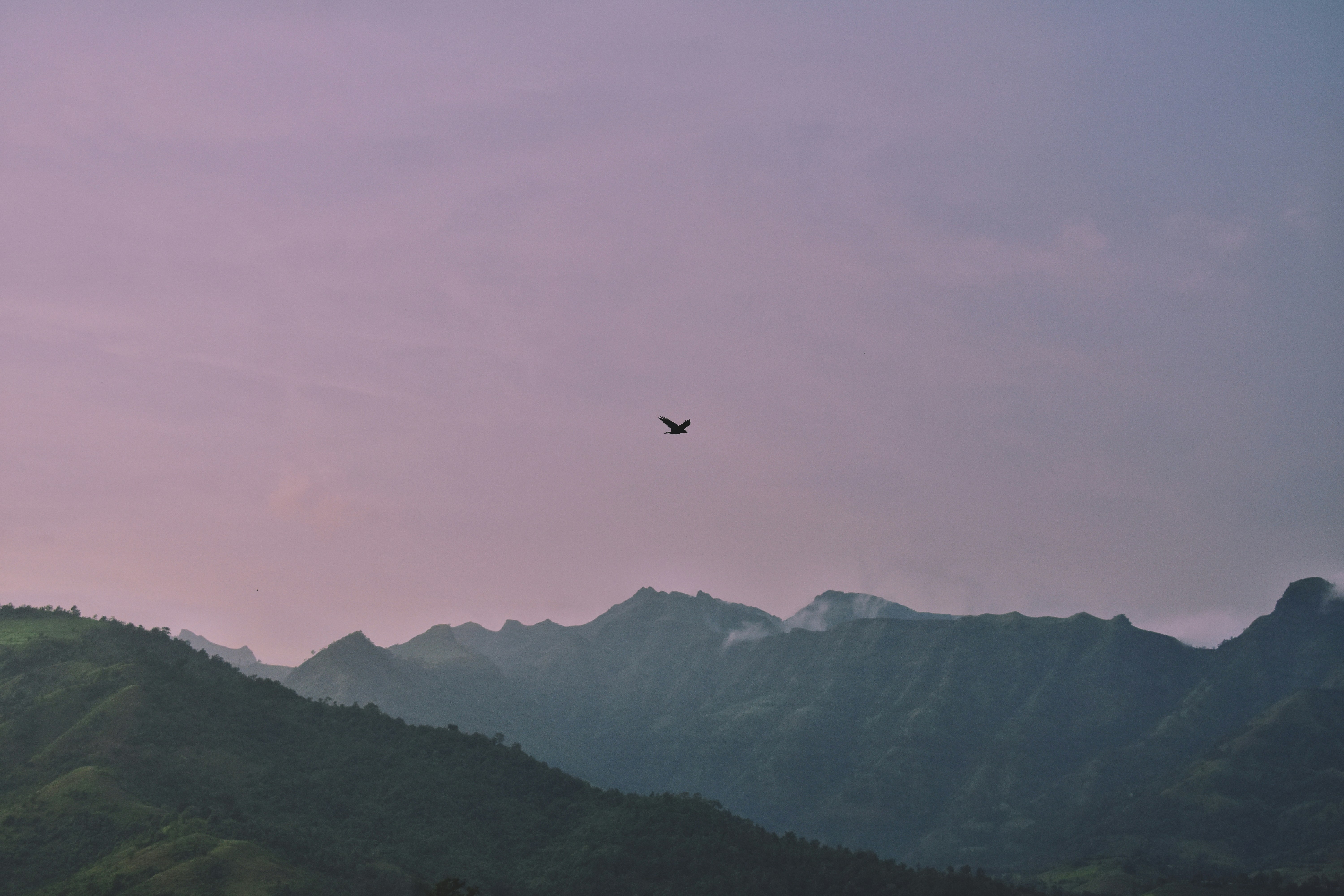 Dusk over Violet Ridge: a lone bird arcs above the mountains