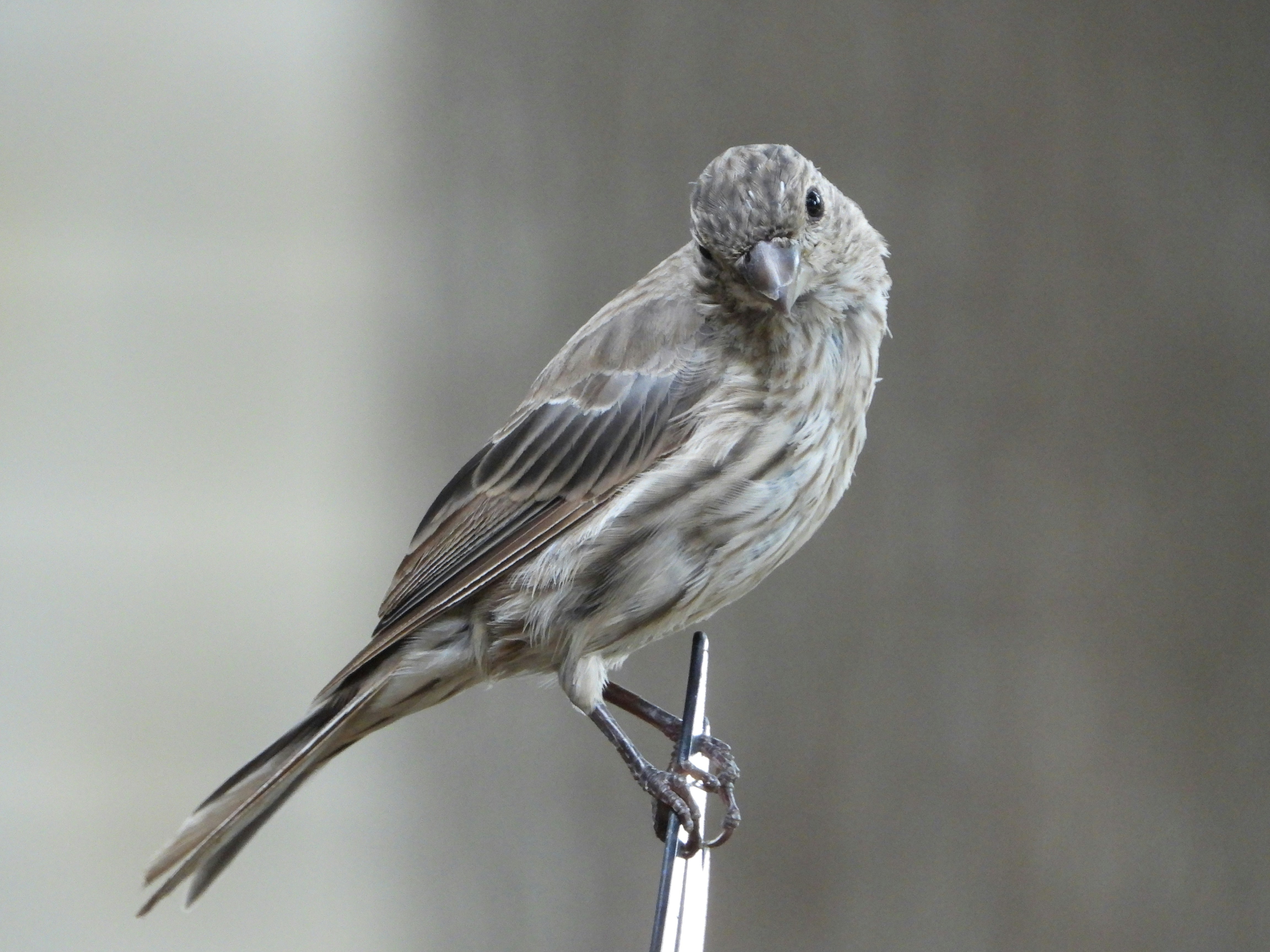 A close-up of a bird perched on a metallic object, displaying intricate feather details and a curious expression.