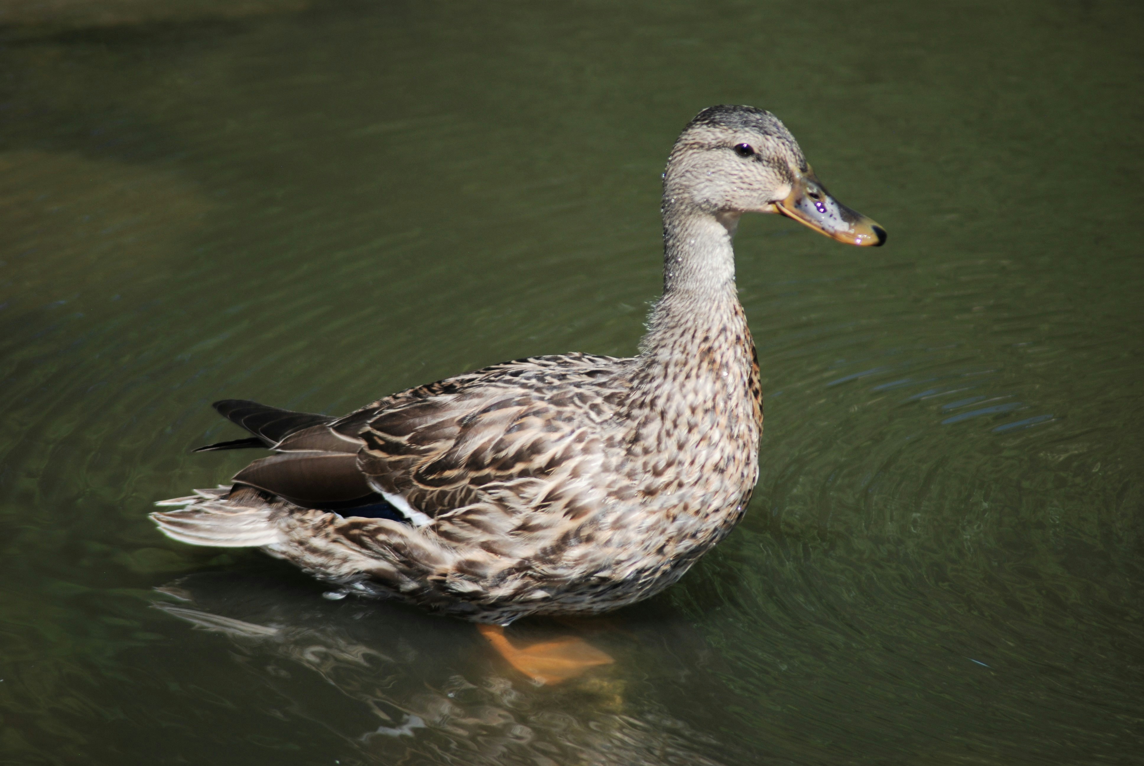 A duck floating on top of a body of water photo – Free Grey Image on ...