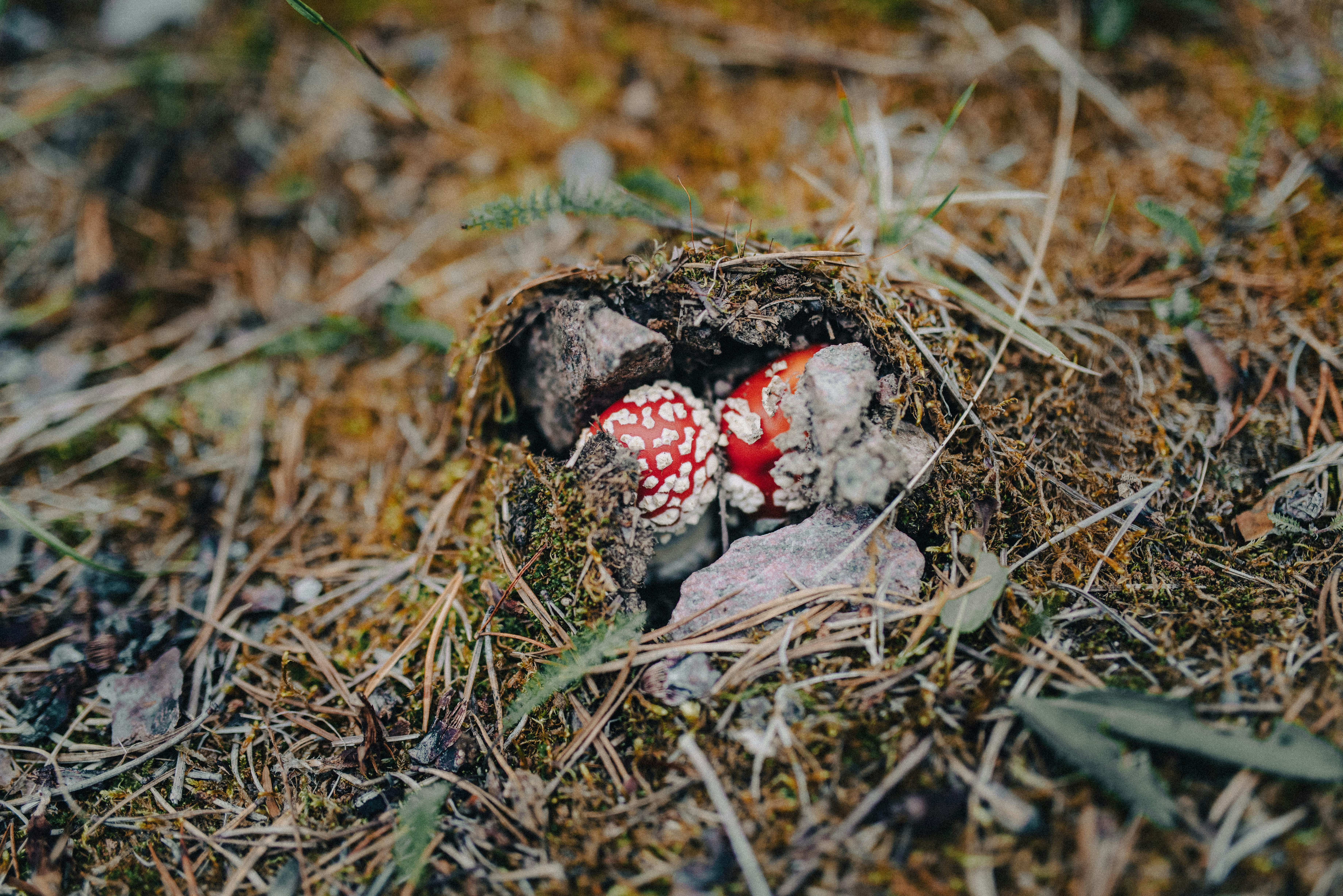a small red and white mushroom sitting in the grass