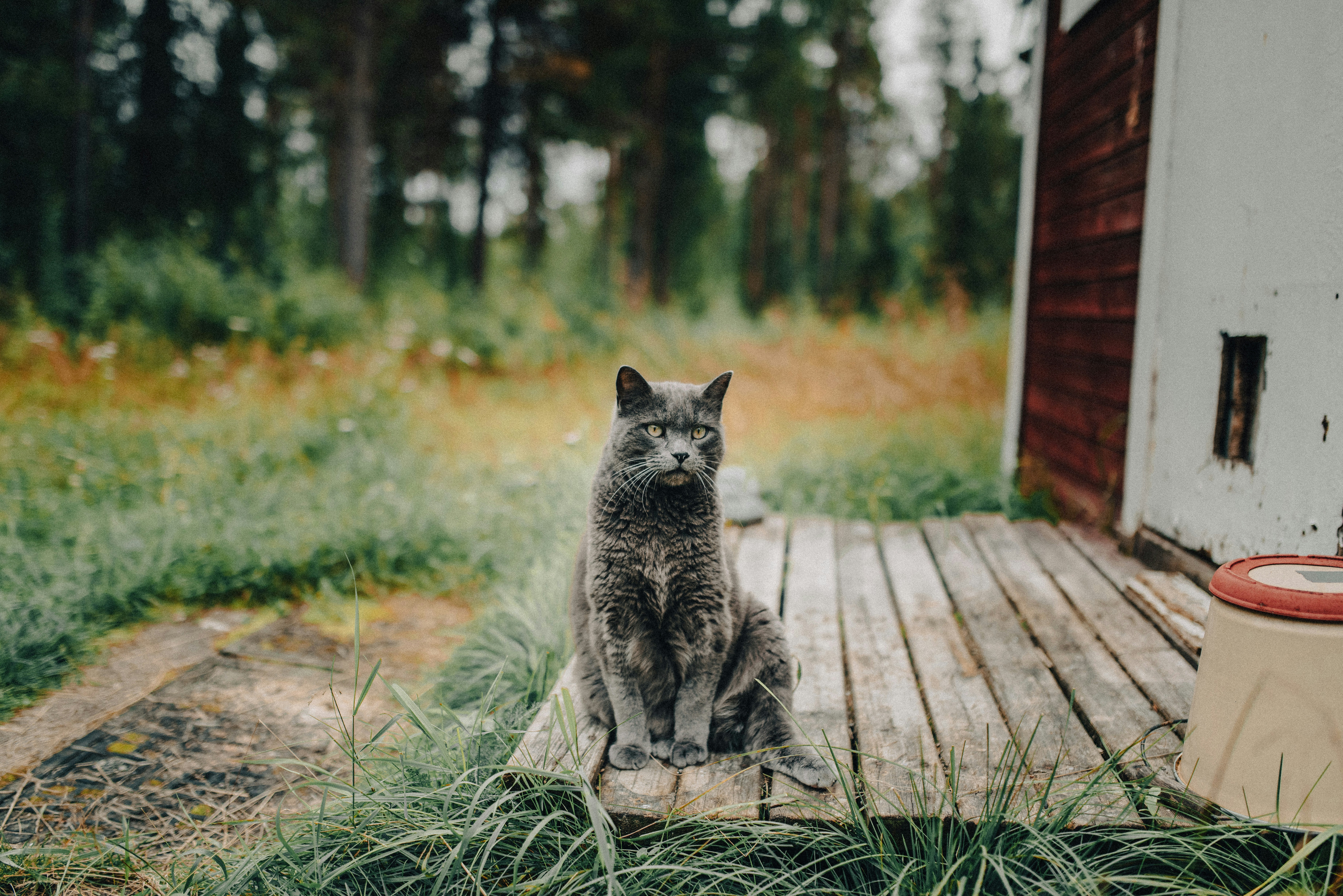 Courtyard Whiskers: The Gray Cat on a Wooden Stage
