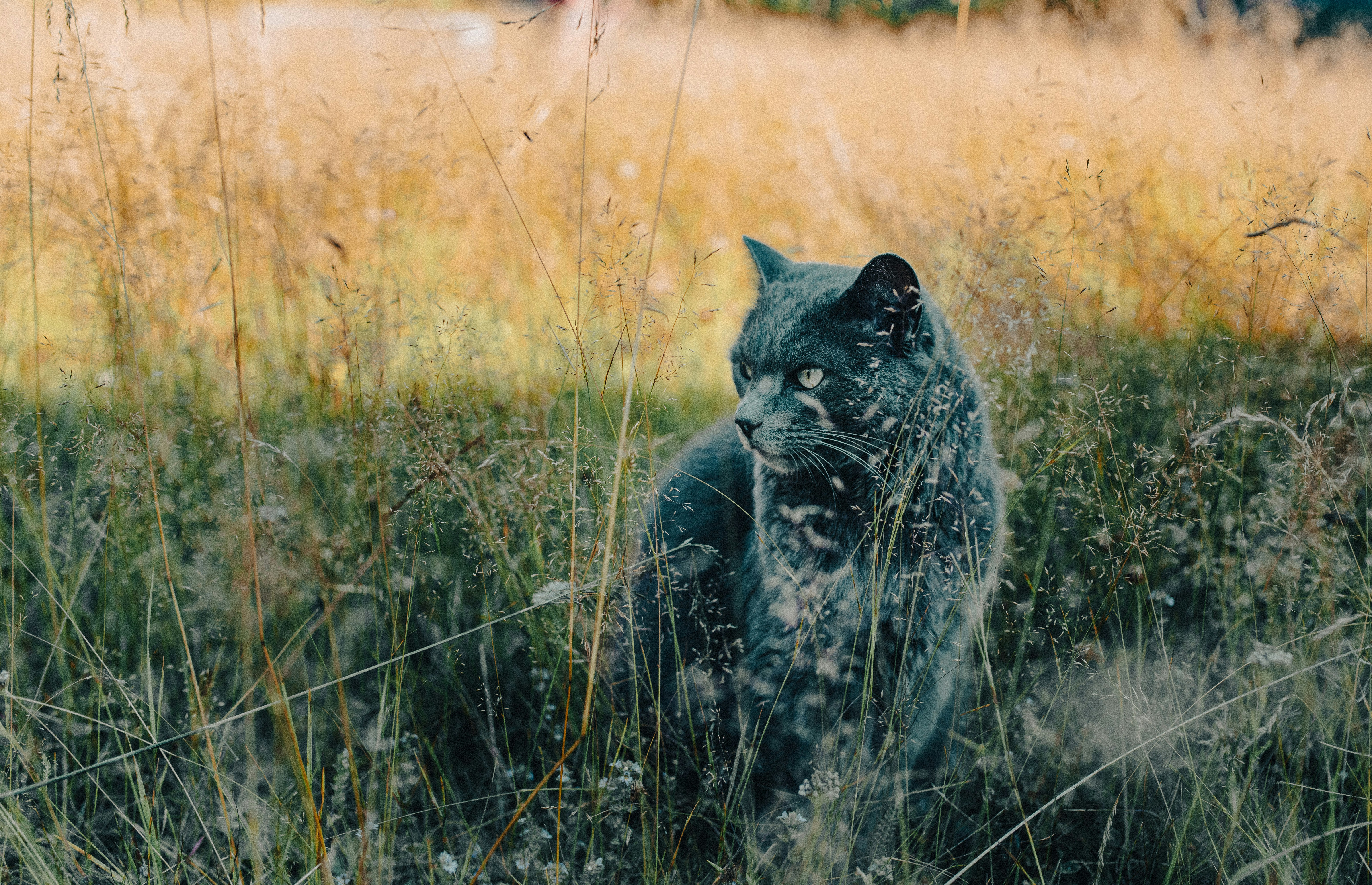 Silent Watcher Among Wind-Swept Golden Grasses