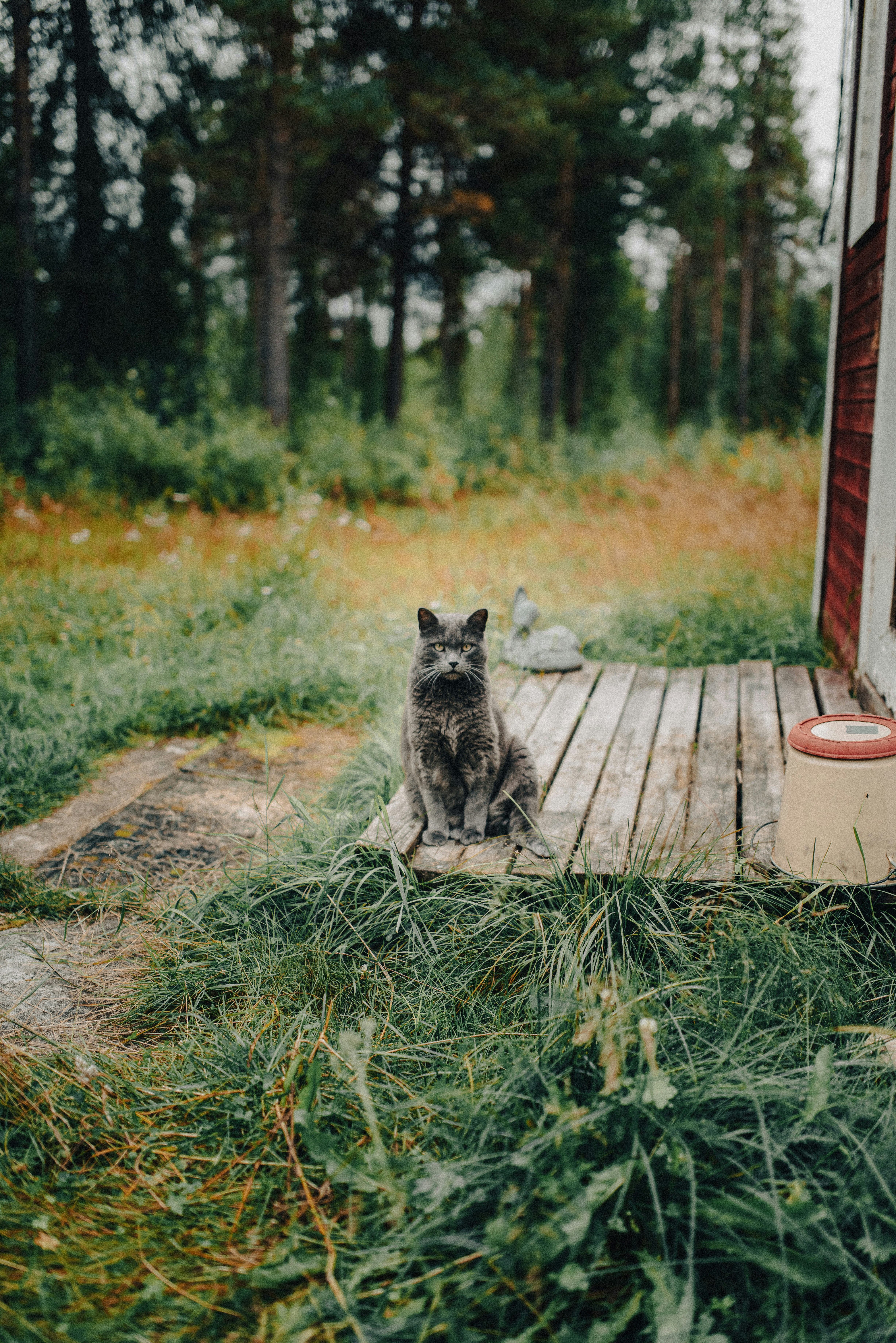 Gray cat seated on a wooden porch surrounded by lush greenery and wildflowers.