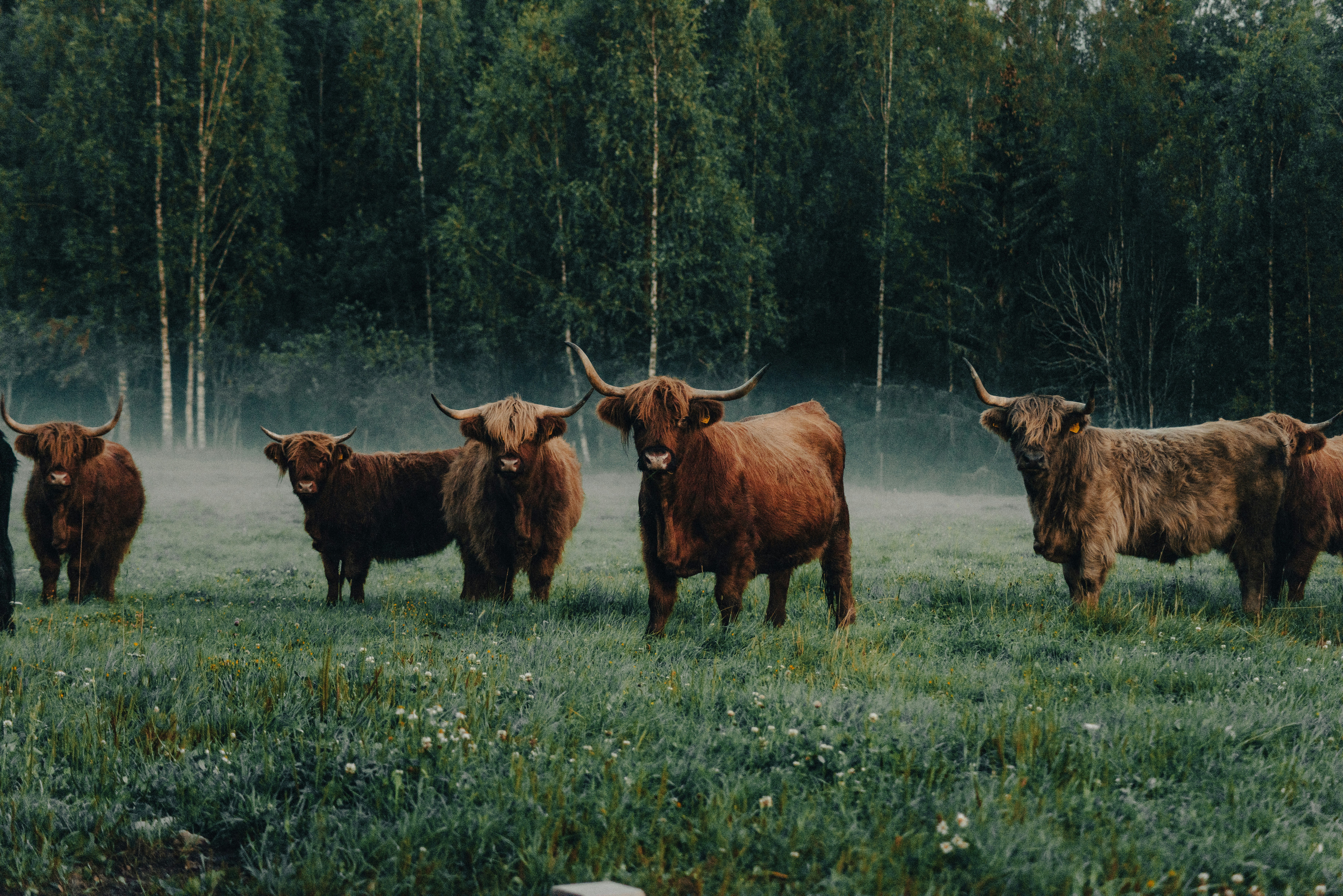 a herd of cattle standing on top of a lush green field