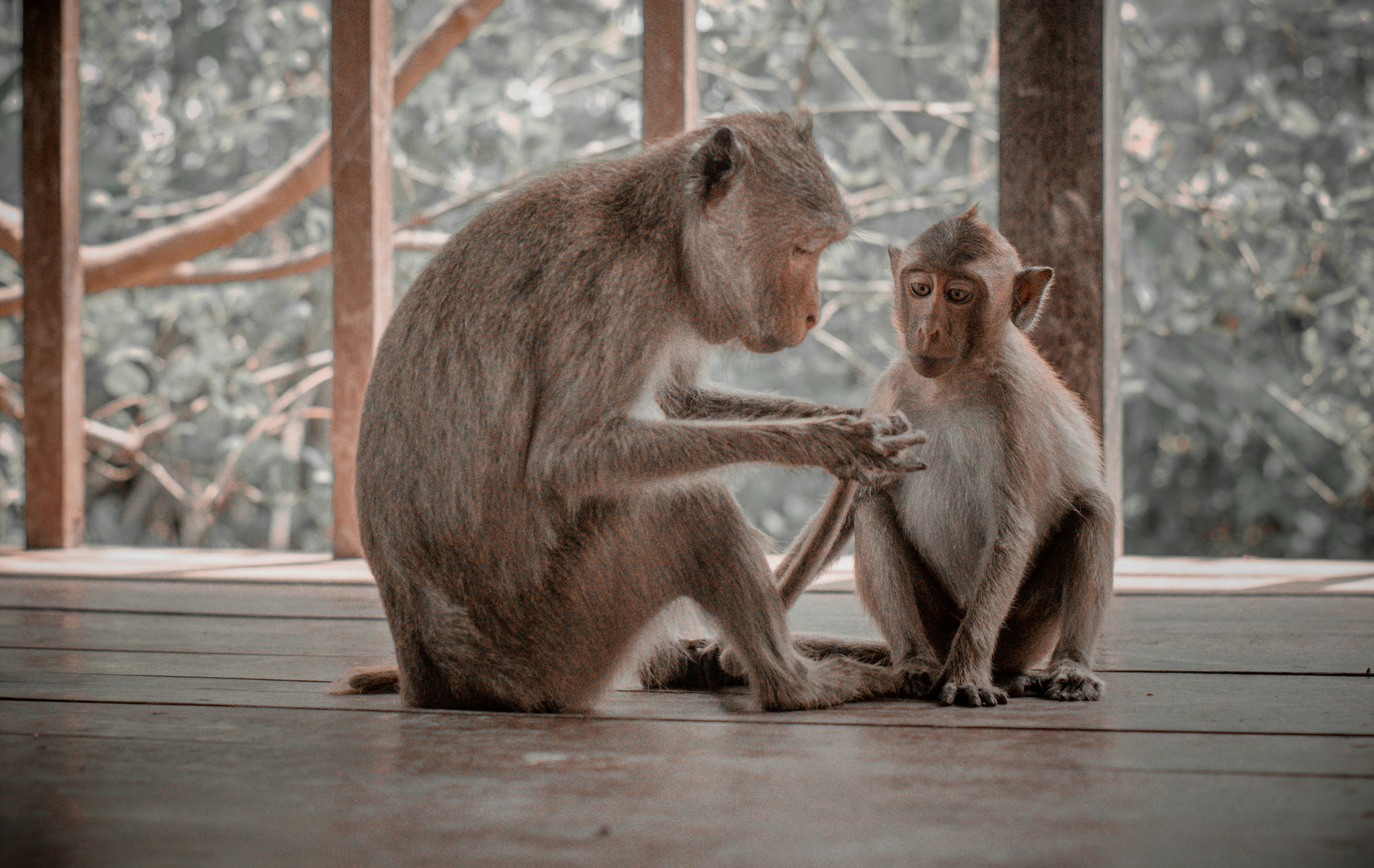 Two macaques on a wooden deck share a gentle gesture as the adult reaches toward the juvenile, with a blurred forest backdrop.