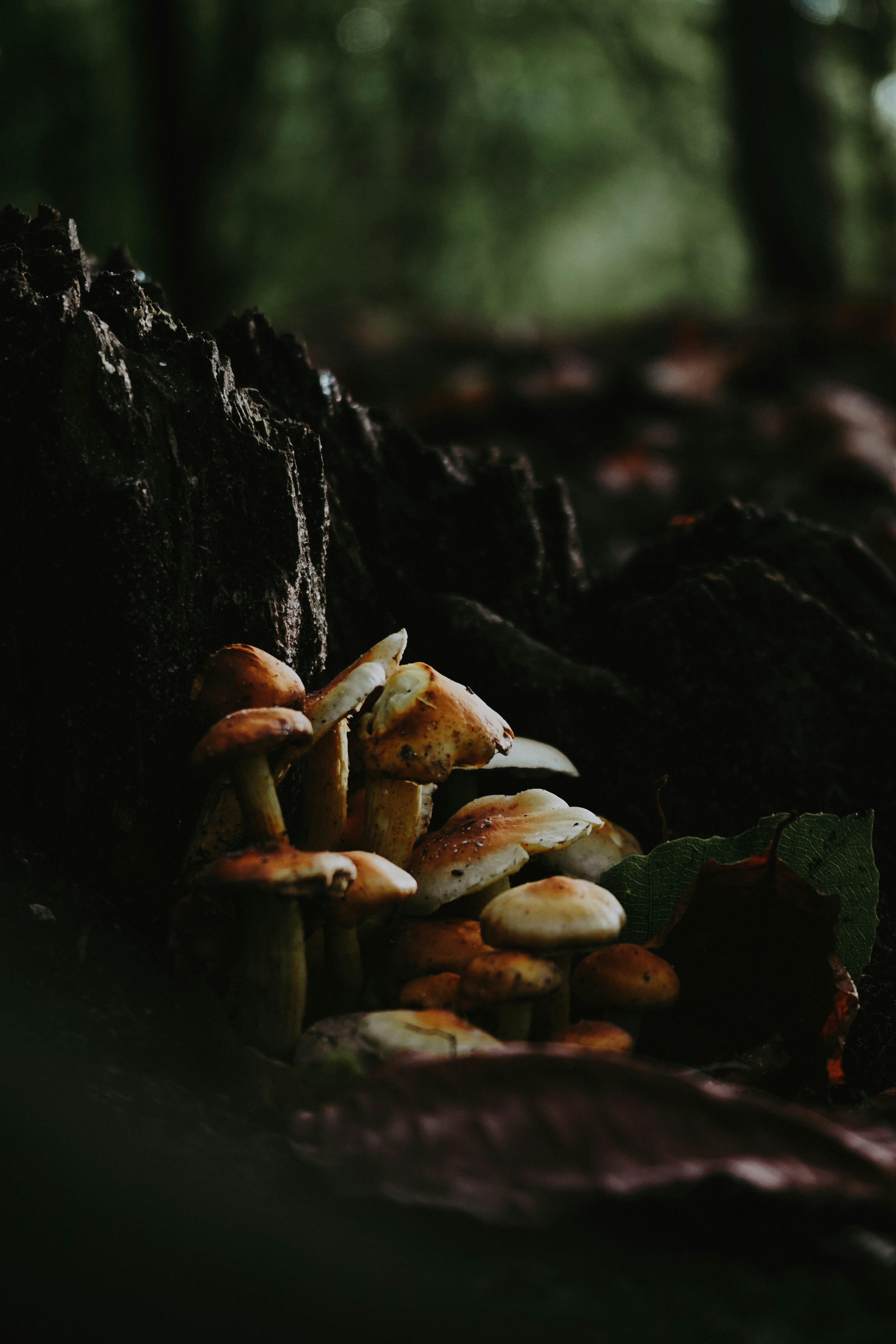 a group of mushrooms sitting on top of a forest floor
