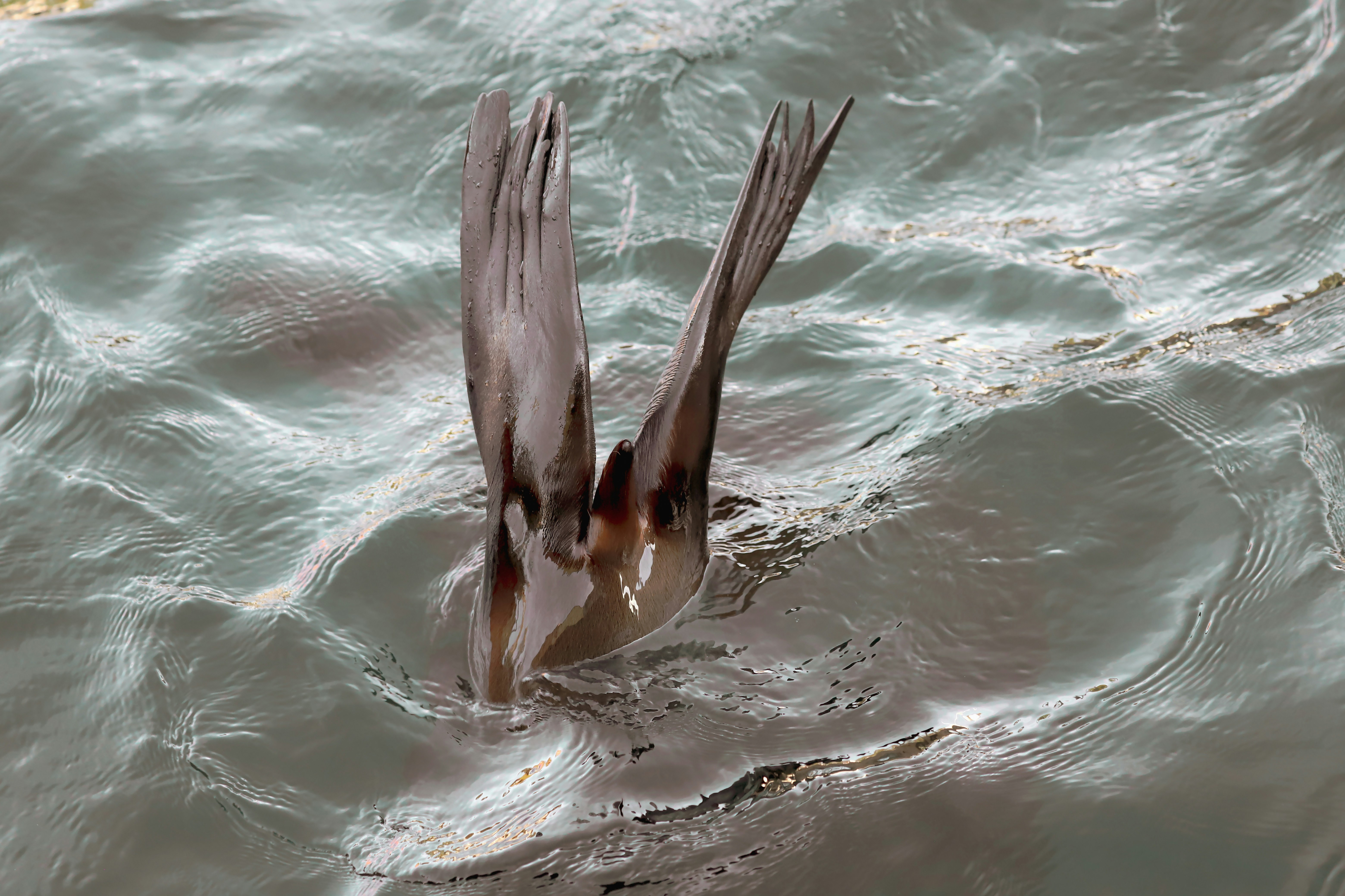 A waterbird plunges headfirst into the water, wings extended, creating ripples around it. The scene captures the dynamic moment of hunting in a natural habitat.