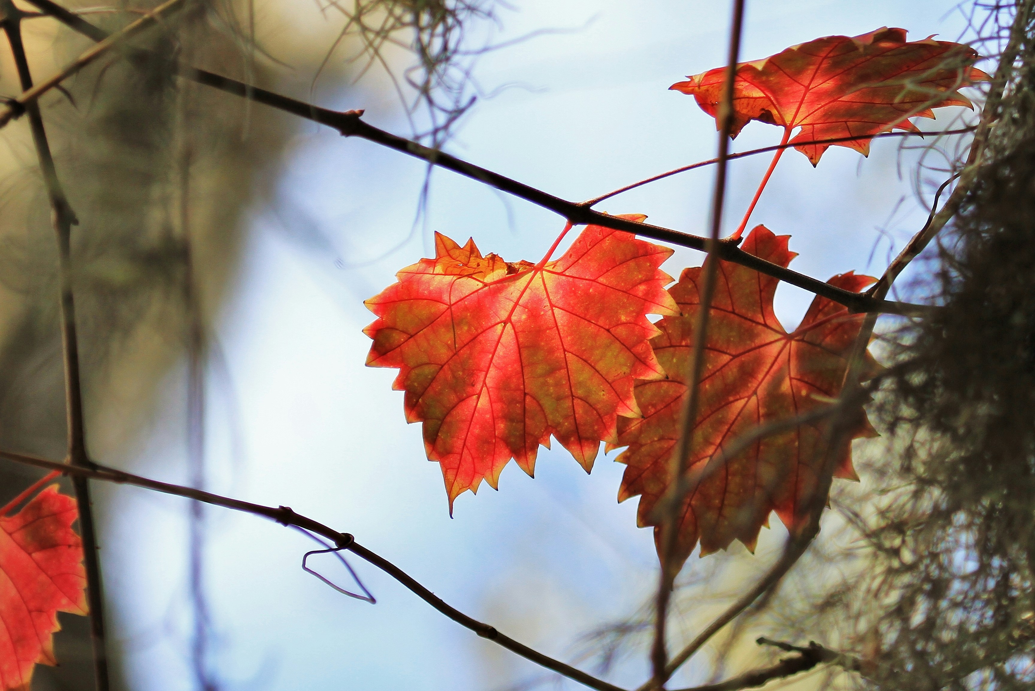 Crimson Veins of Autumn
