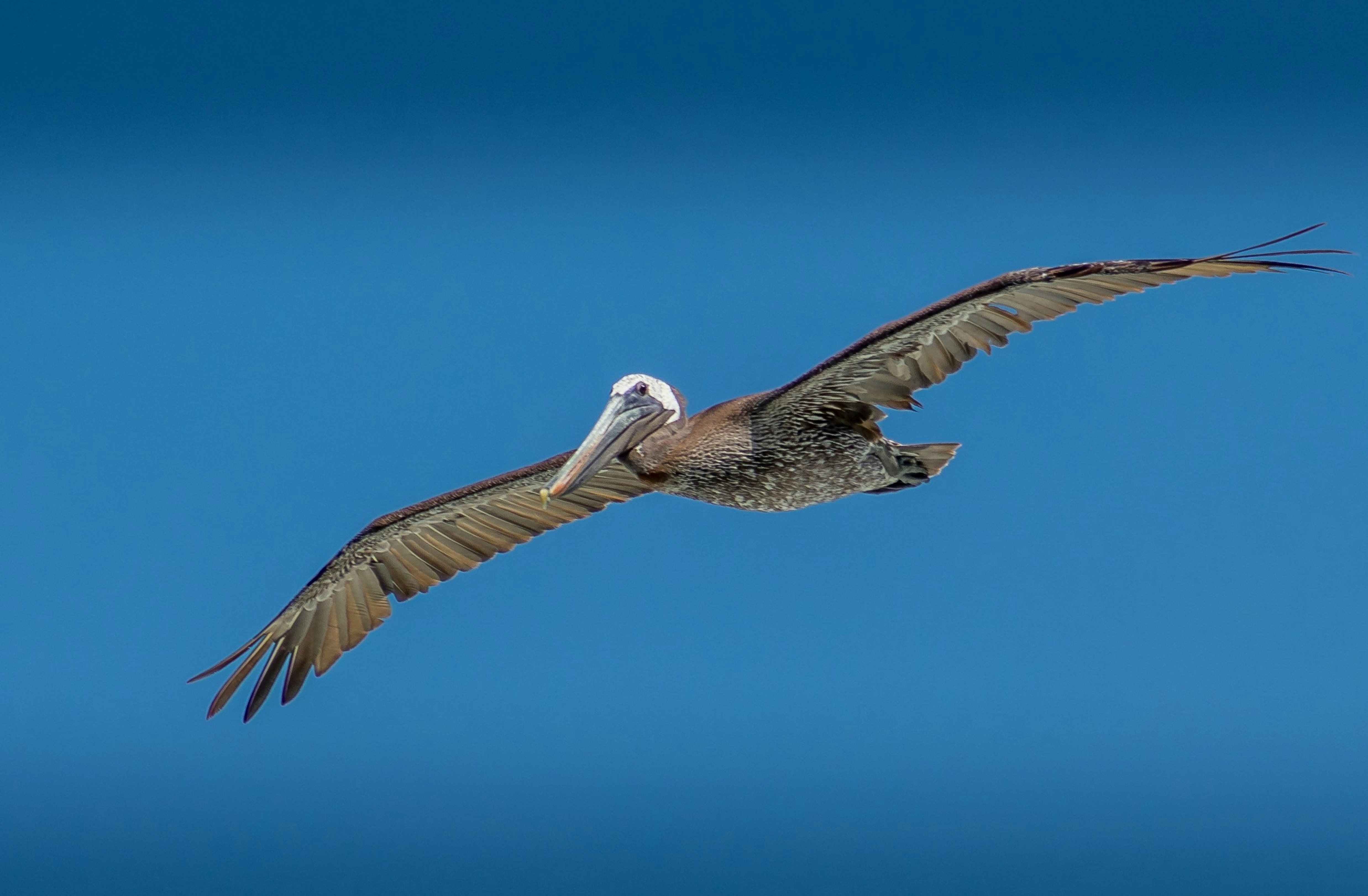 A large bird flying through a blue sky photo – Free Pelican Image on ...