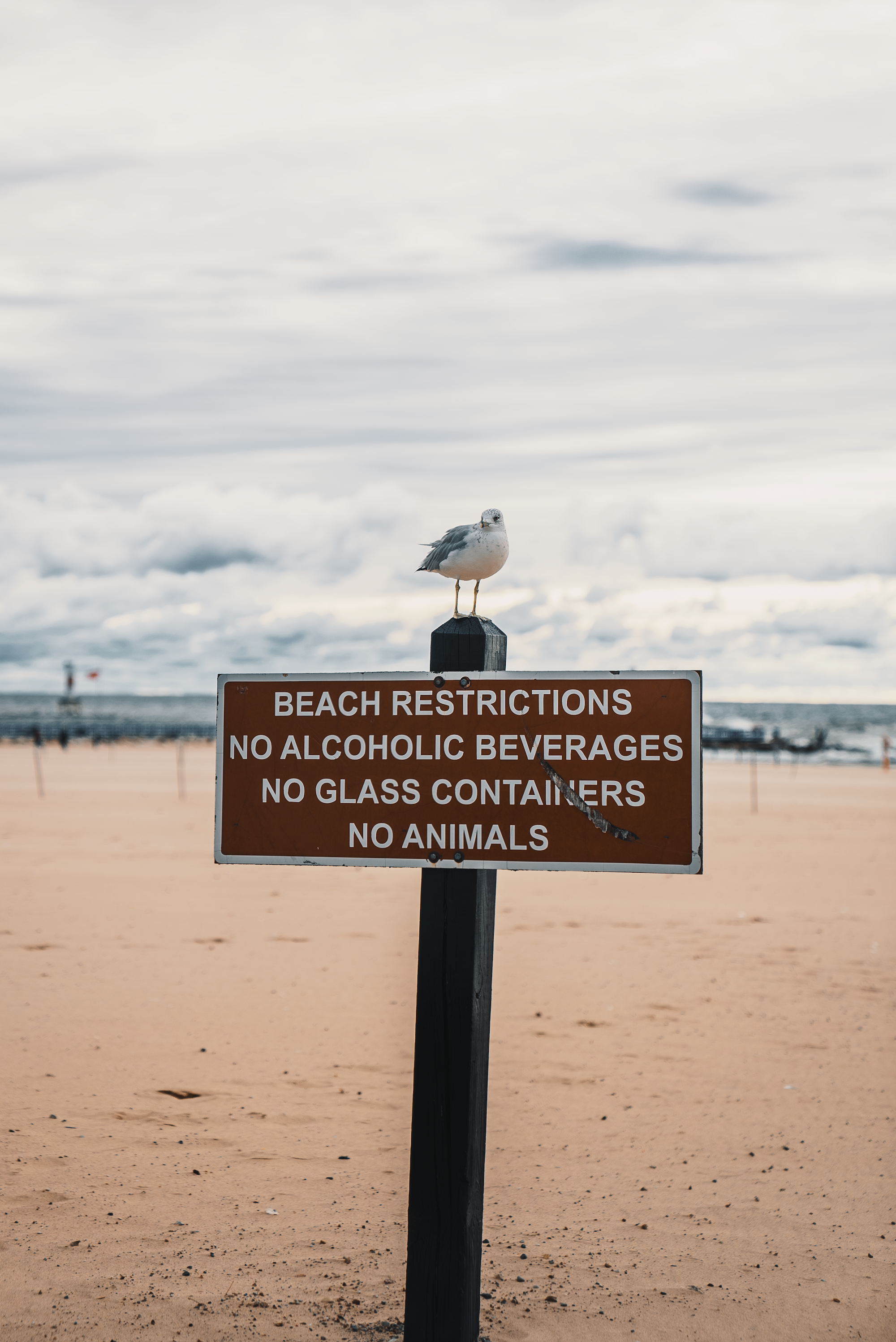 Seagull Sentinel on a Beach Sign Under a Soft Sky