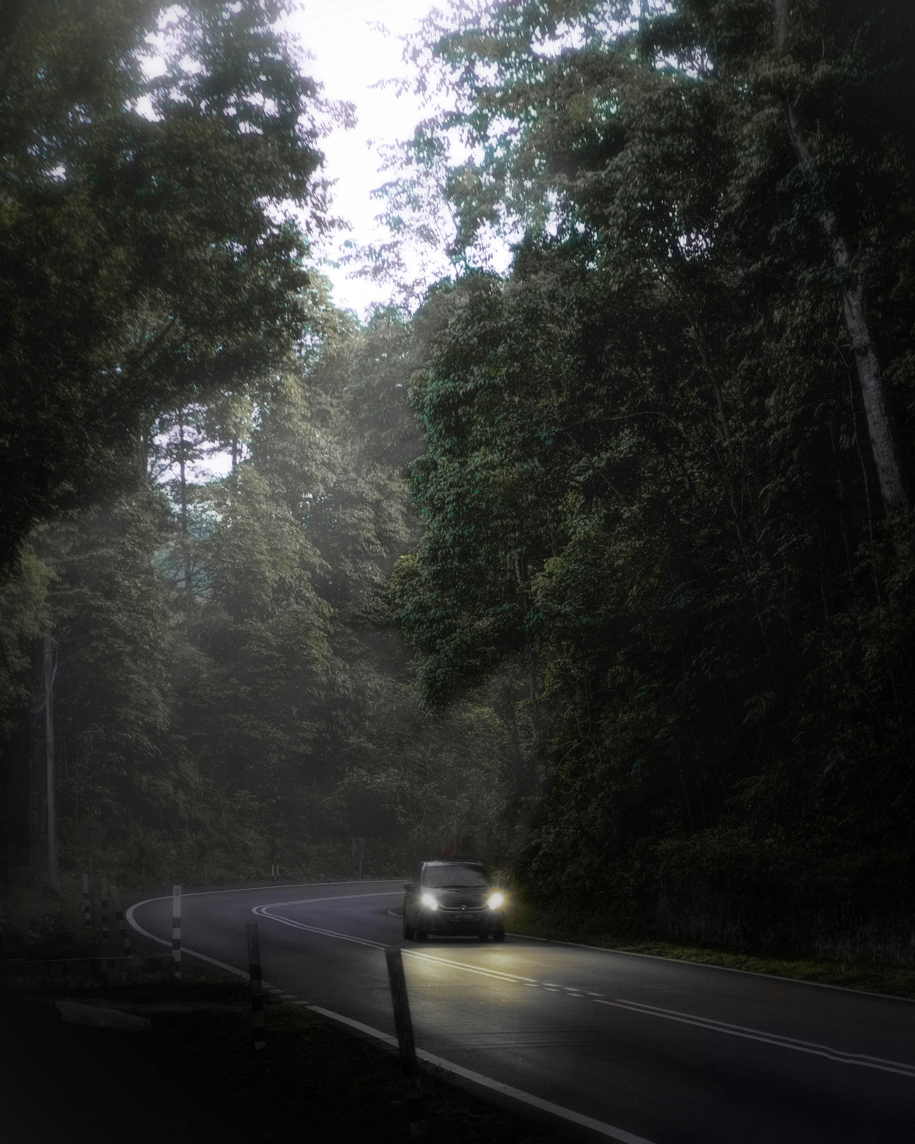 Mossy road towards ulu yam | a car driving down a road surrounded by trees