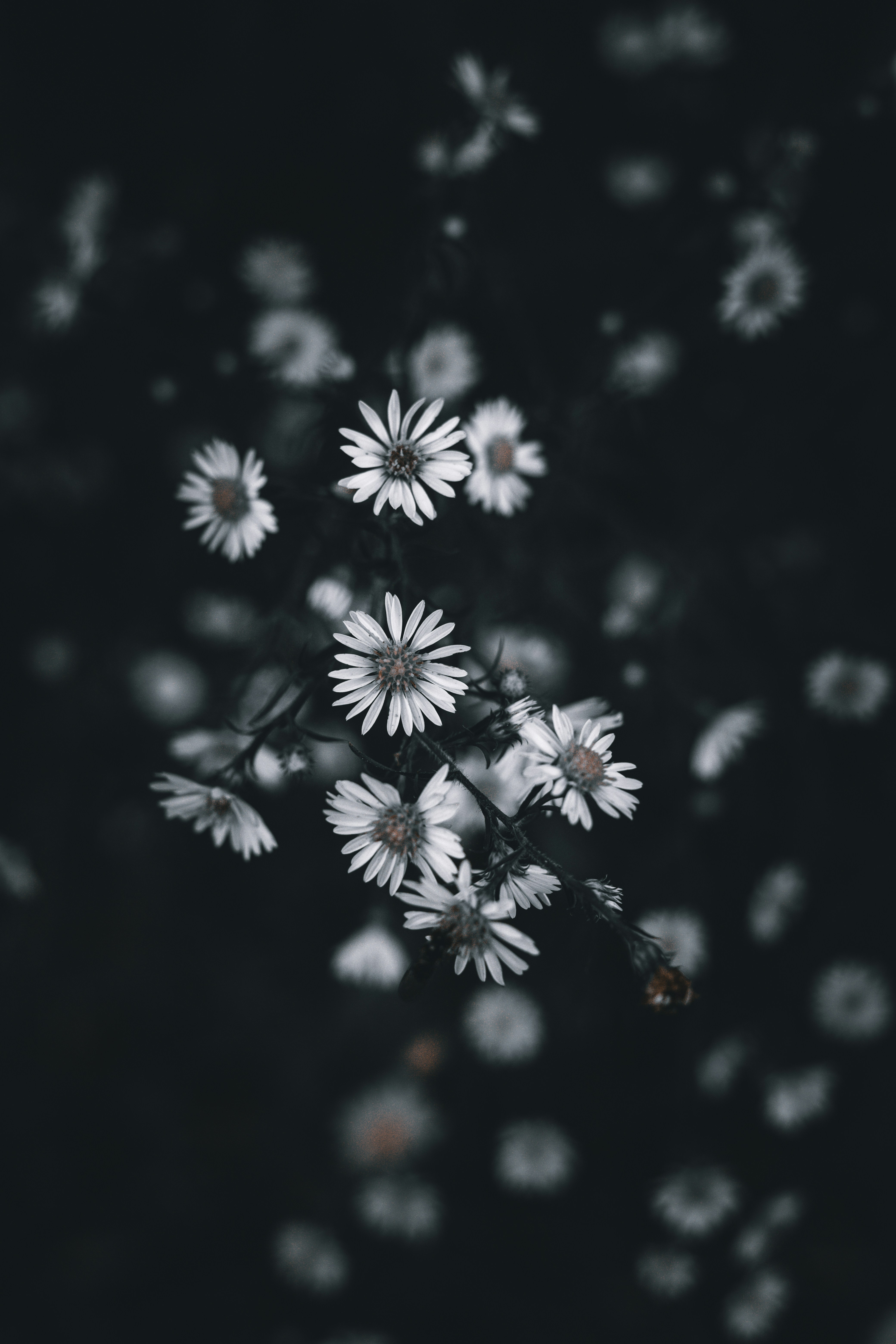 Delicate white flowers scattered against a dark backdrop, creating a serene and moody atmosphere.