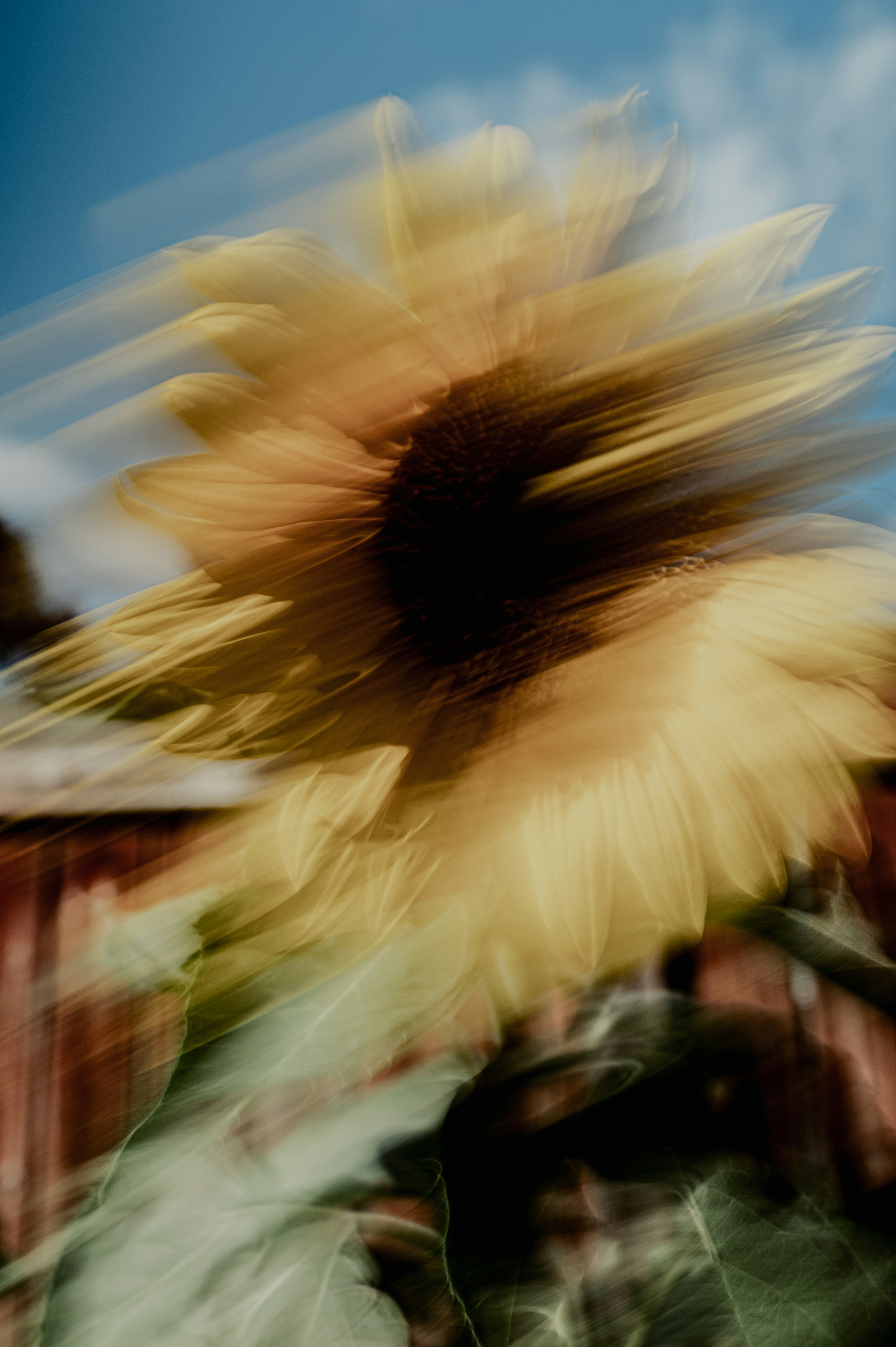 A sunflower captured in motion, showcasing vibrant yellow petals against a blurred backdrop, symbolizing the energy of nature. 