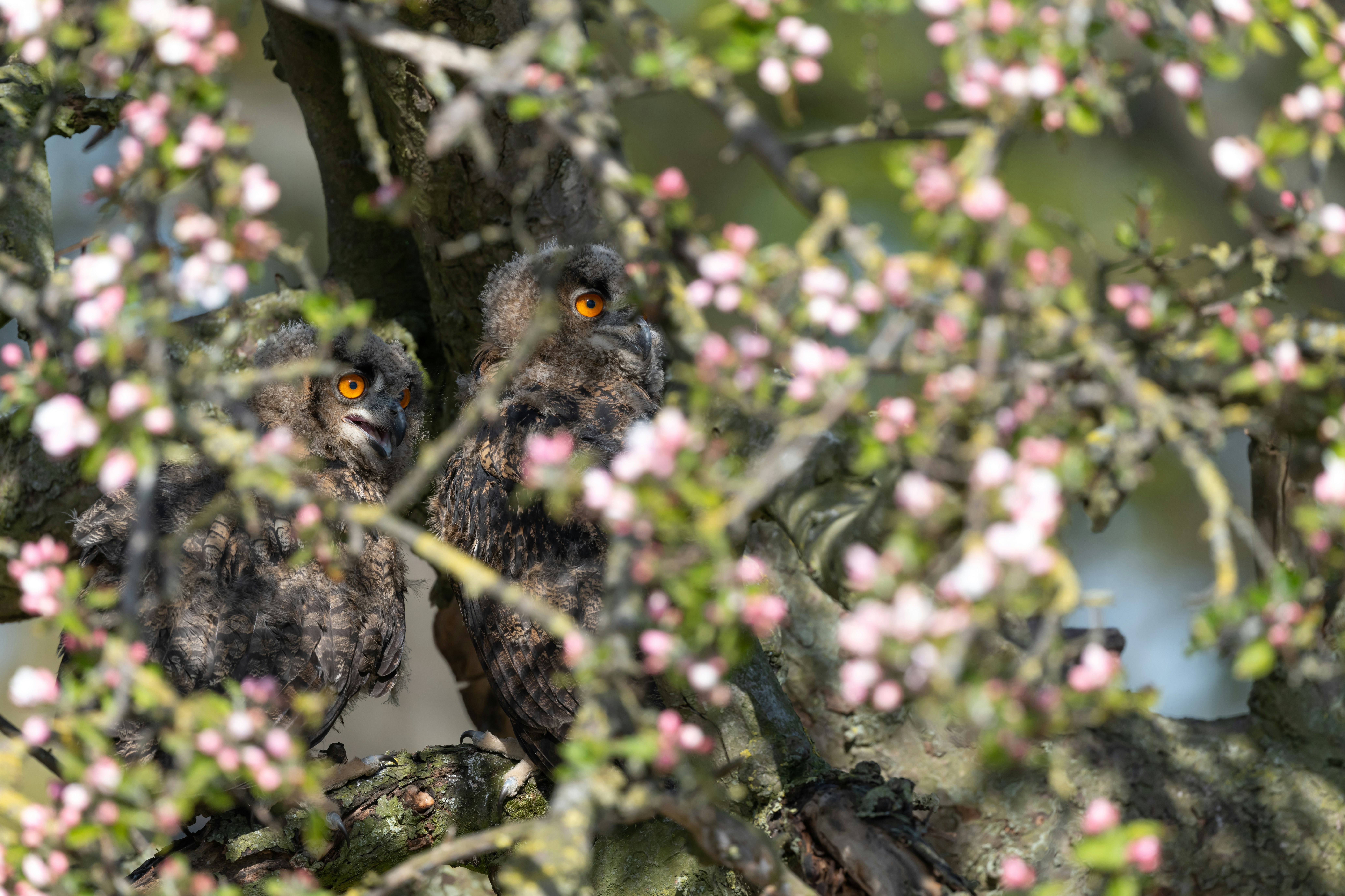 Amber-Eyed Owls Amid Pink Blossoms