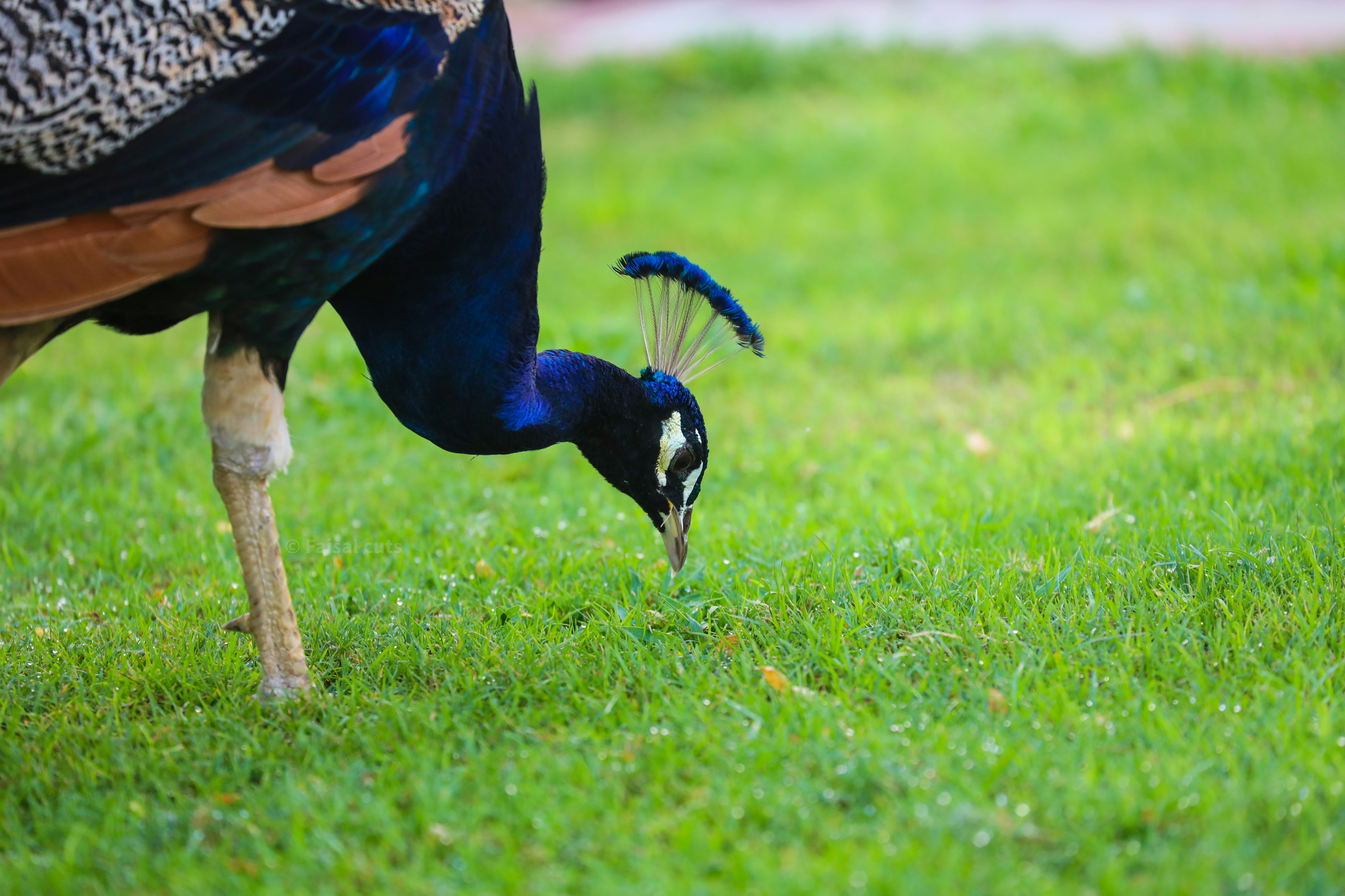 Foraging Peacock: Indigo Crest on Emerald Grass