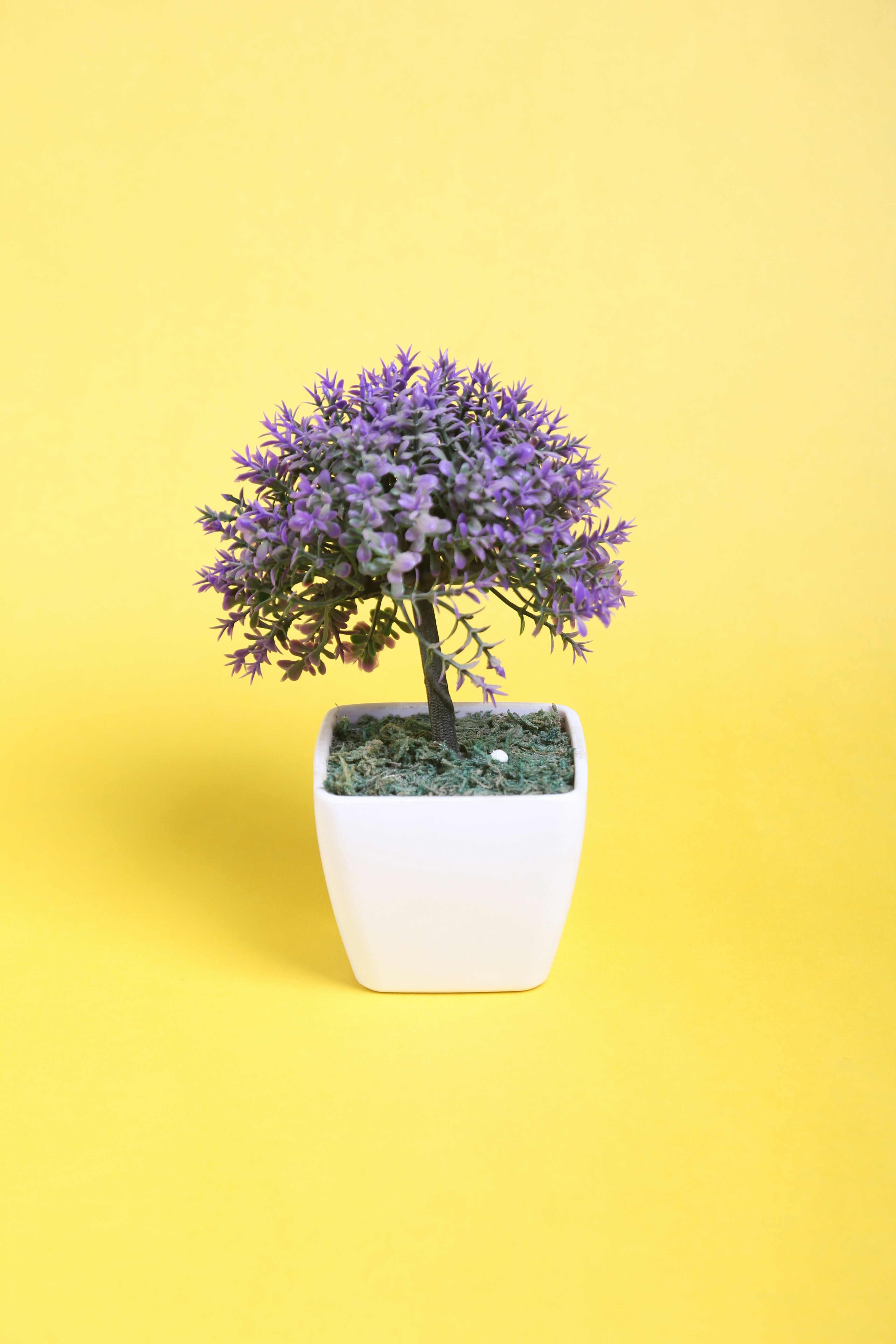 Purple Bonsai in a Sunny Yellow Studio