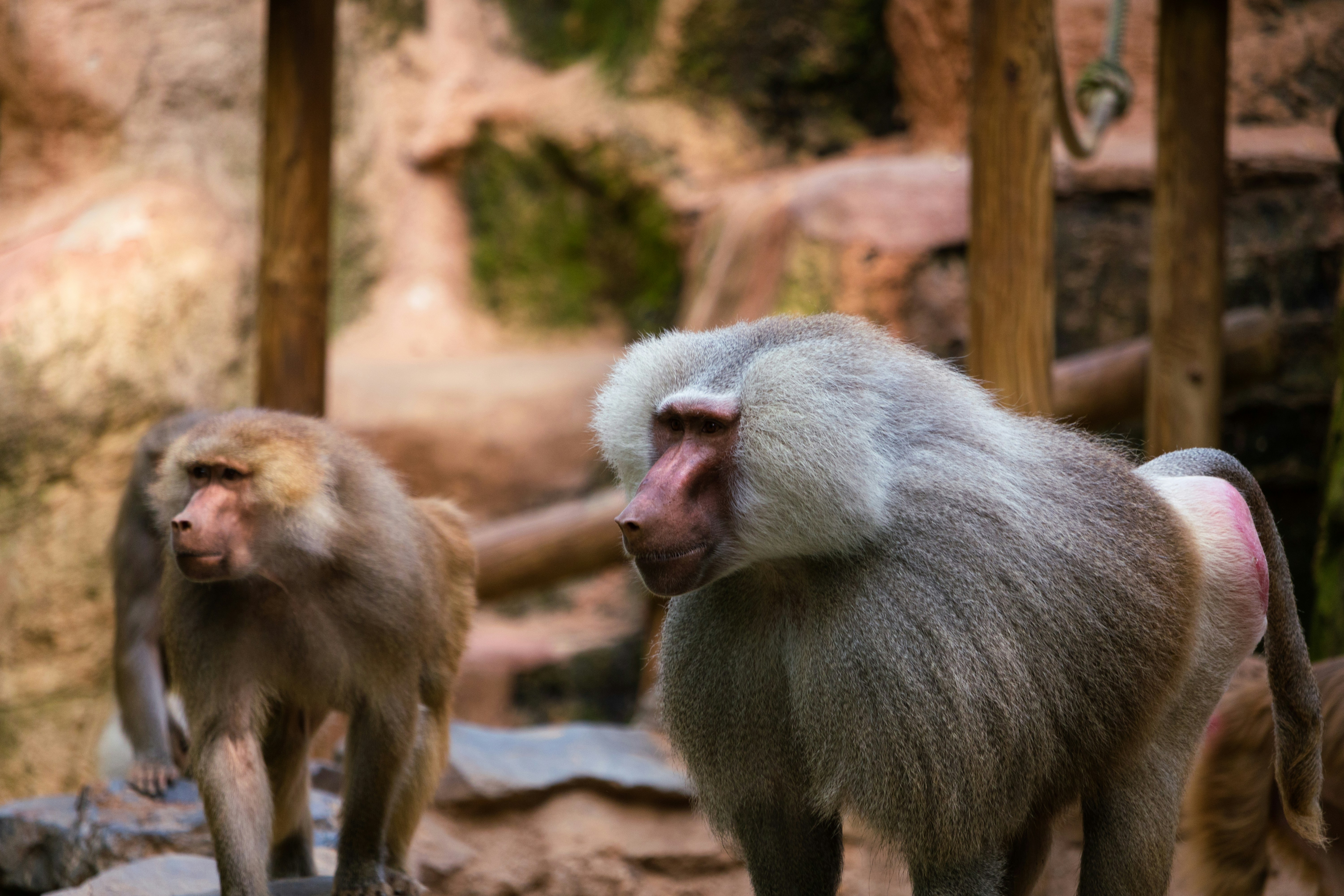 Mane-Wrought Moment: A Hamadryas Baboon Duo in a Rocky Enclosure