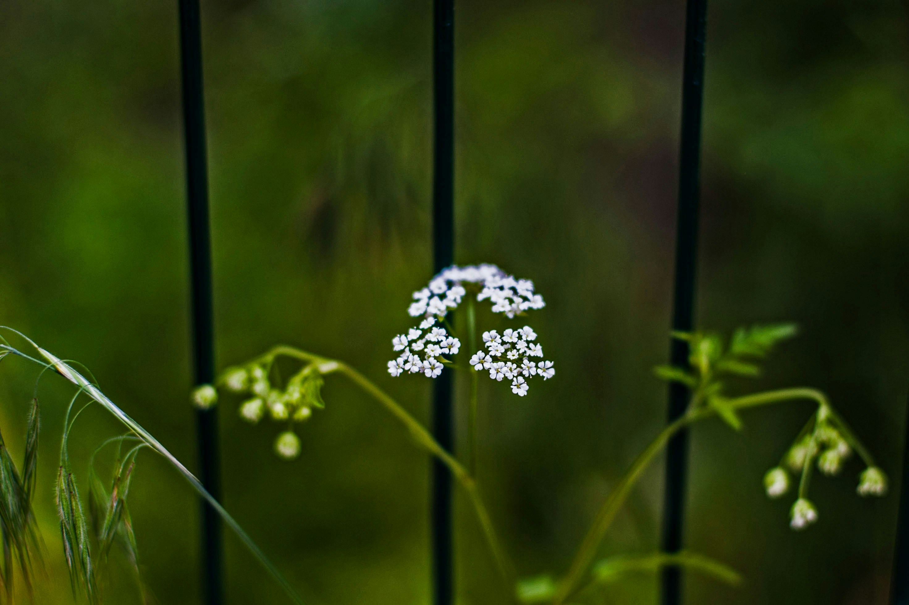 White Umbel Bloom Framed by Iron Rails