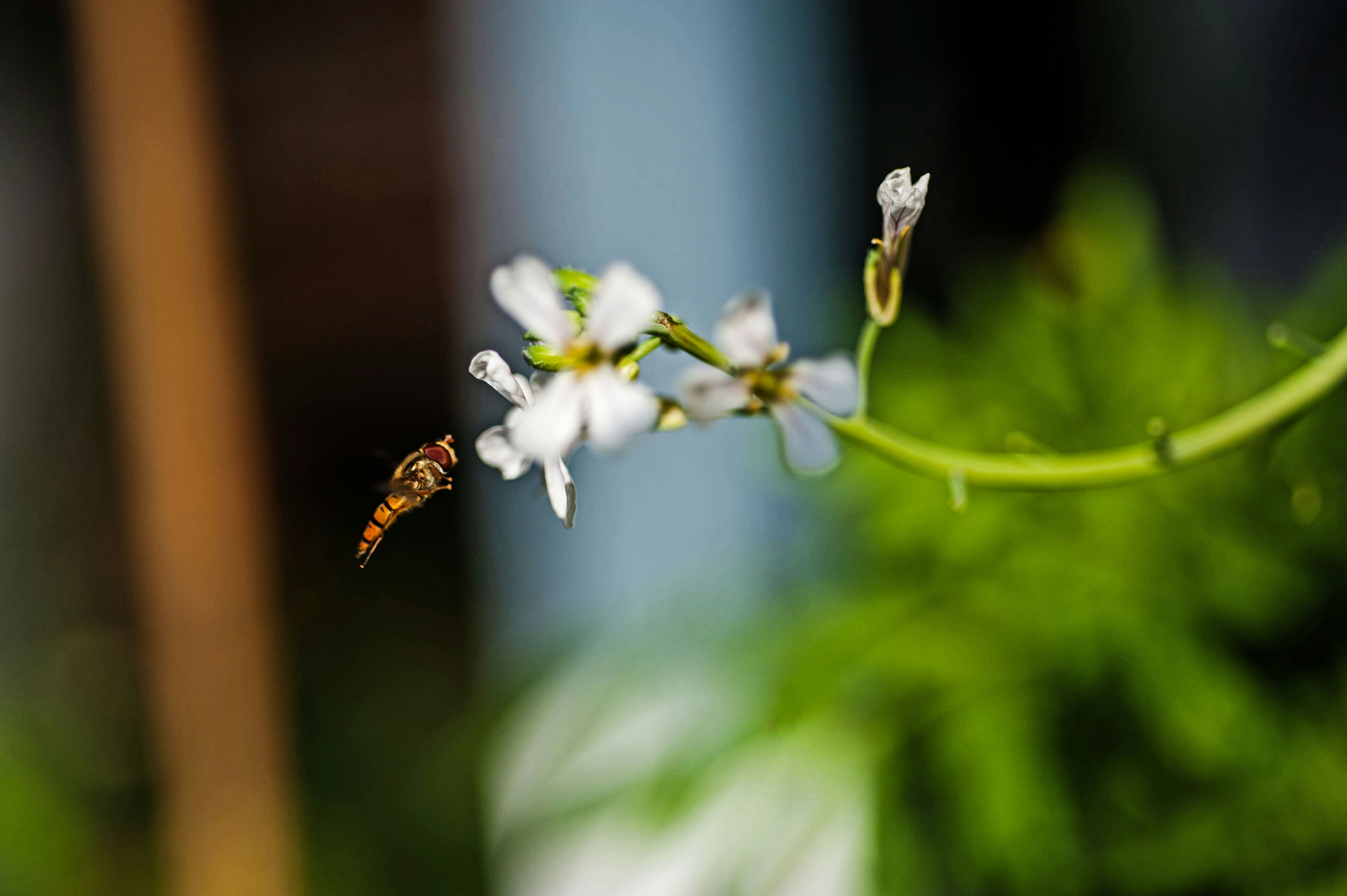 A hovering bee approaches delicate white flowers, highlighting the intricate relationship between pollinators and plants.