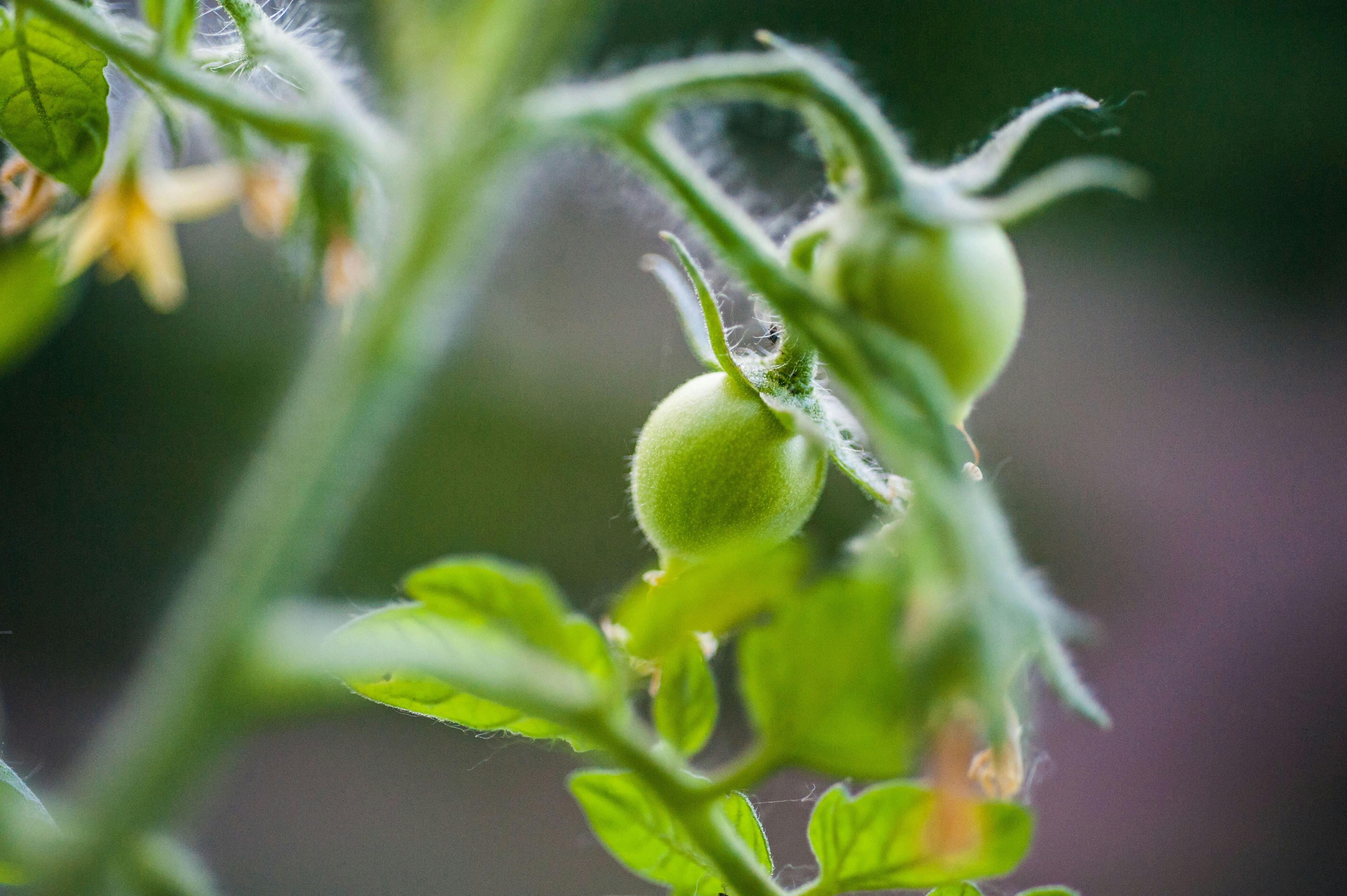 Emerald Berries on a Fuzzy Vine: A Macro Portrait of Early Tomatoes