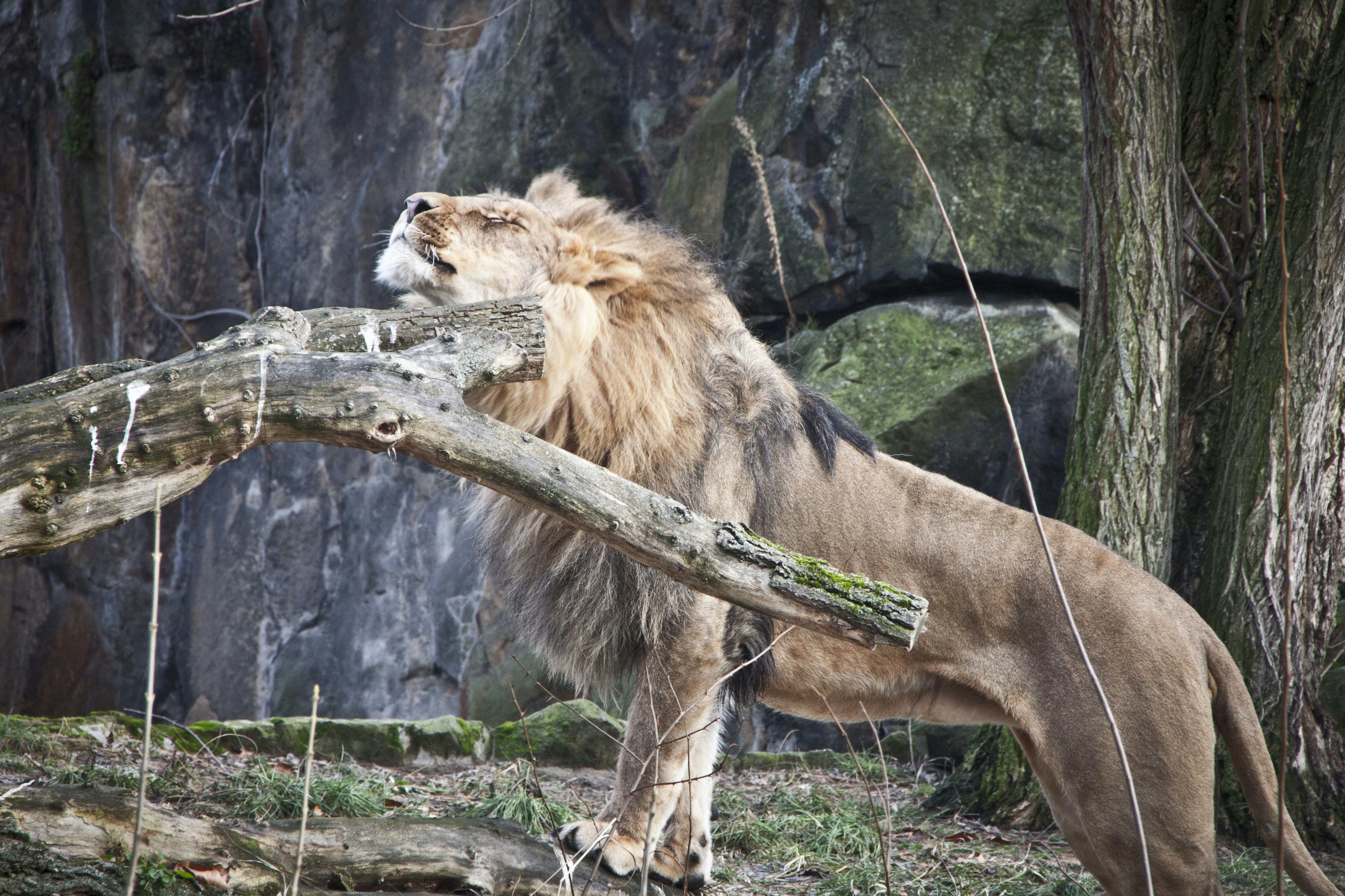 Foto Un león de pie junto a un árbol caído – Imagen León gratis en Unsplash