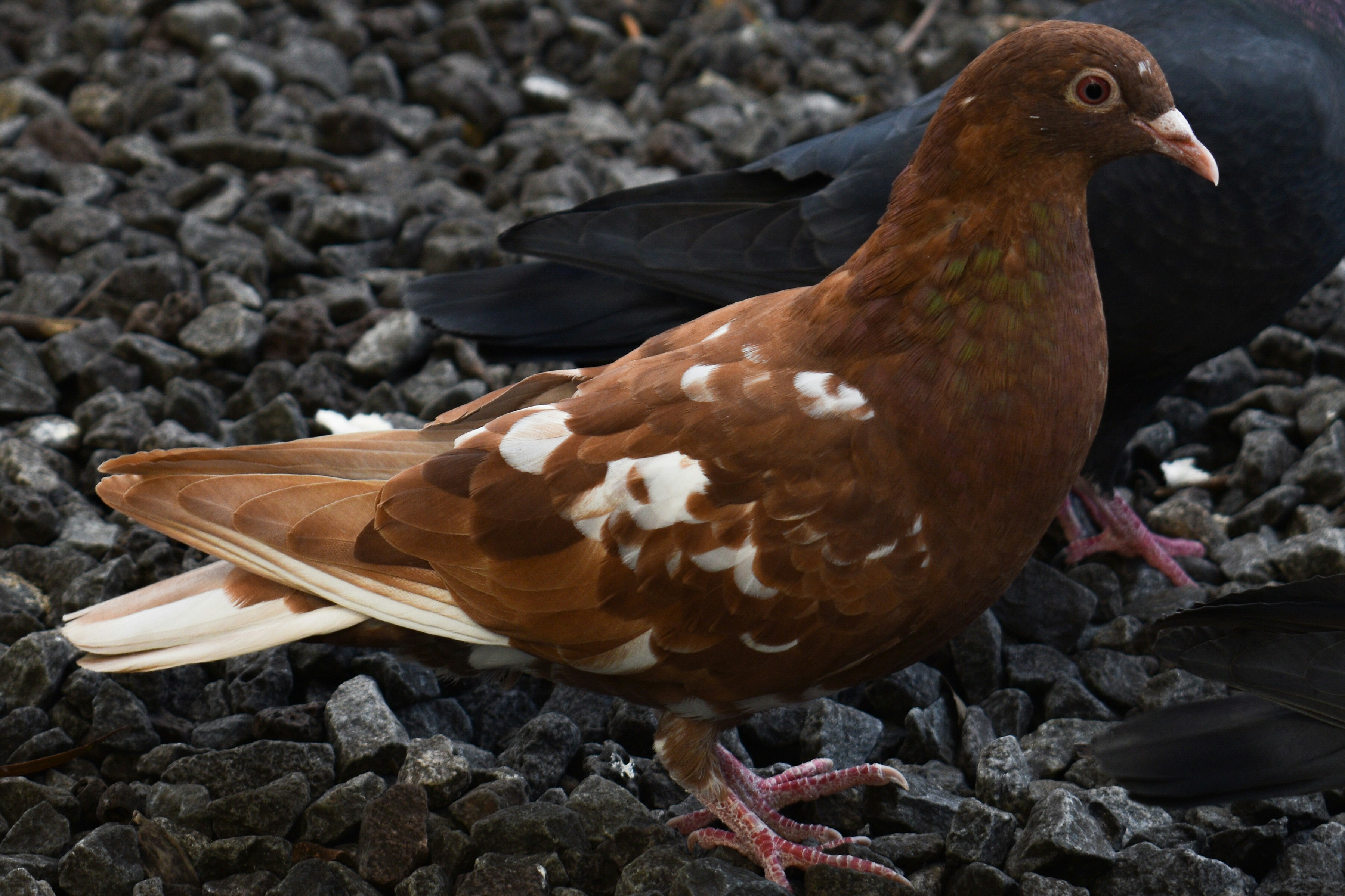 A brown pigeon with striking white patches stands on a bed of dark gravel, showcasing its unique plumage and posture.