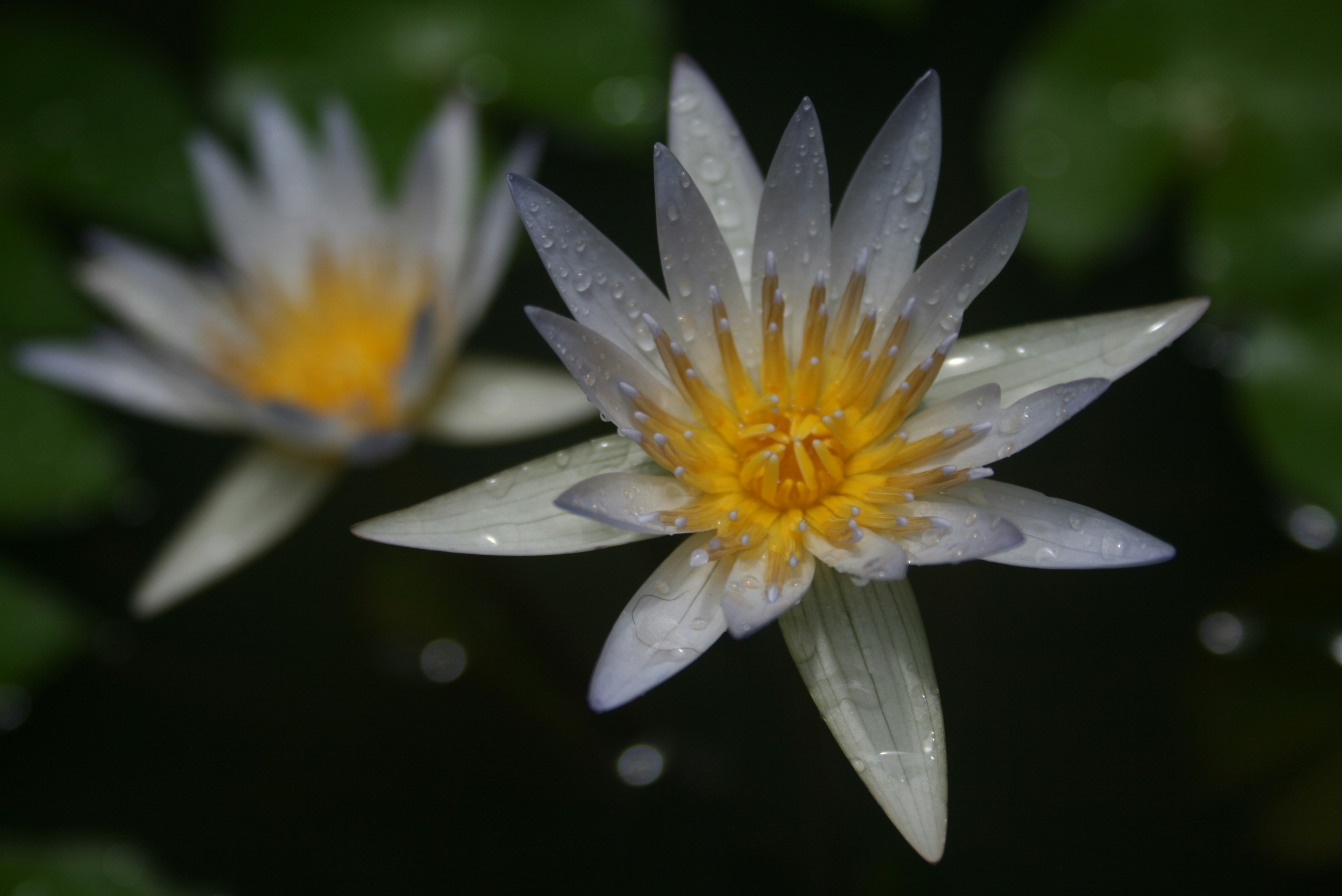 Dew-Kissed White Water Lily: Close-Up on a Quiet Pond Bloom