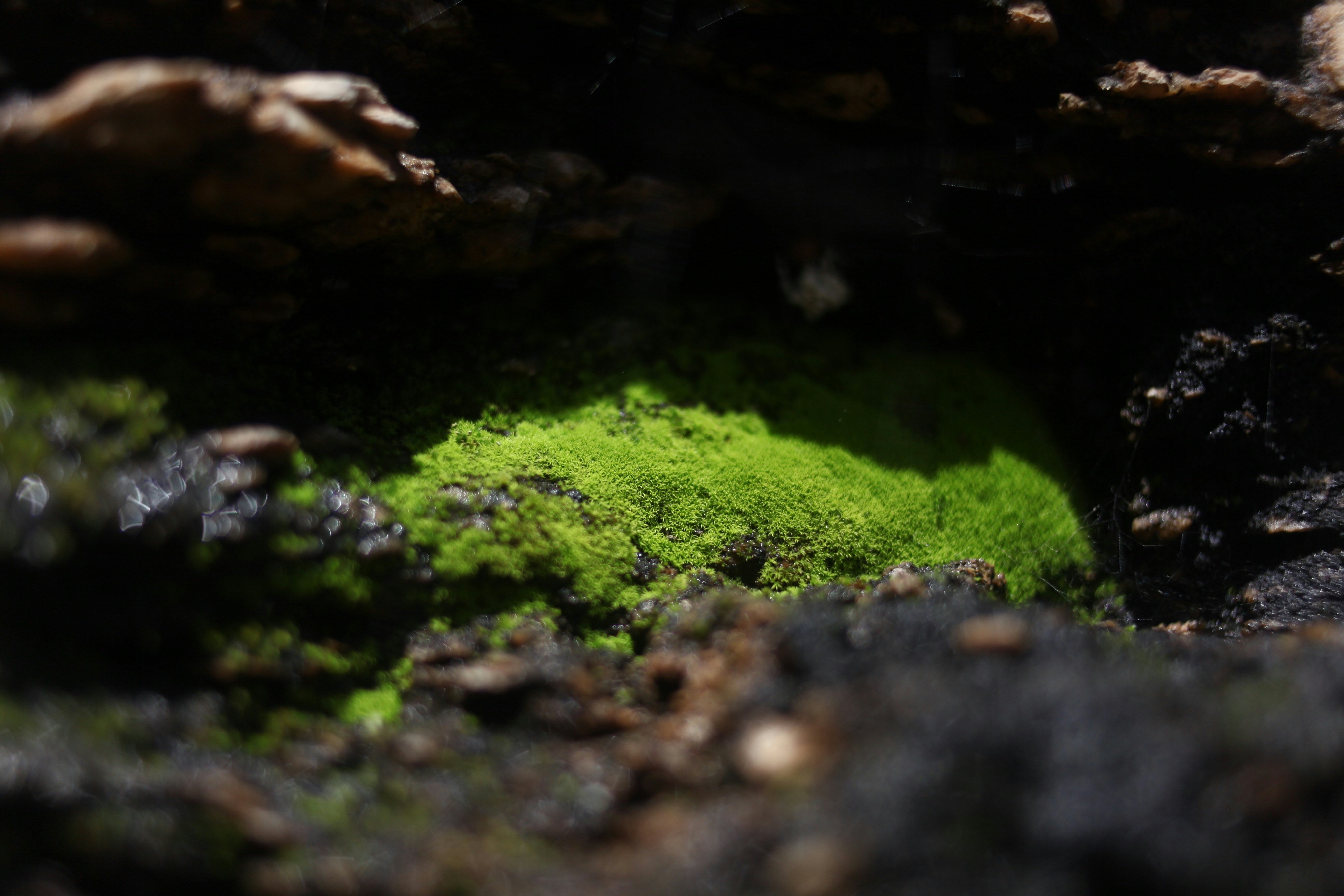 Vibrant green moss nestled within dark, textured bark, highlighting the contrast between life and decay.