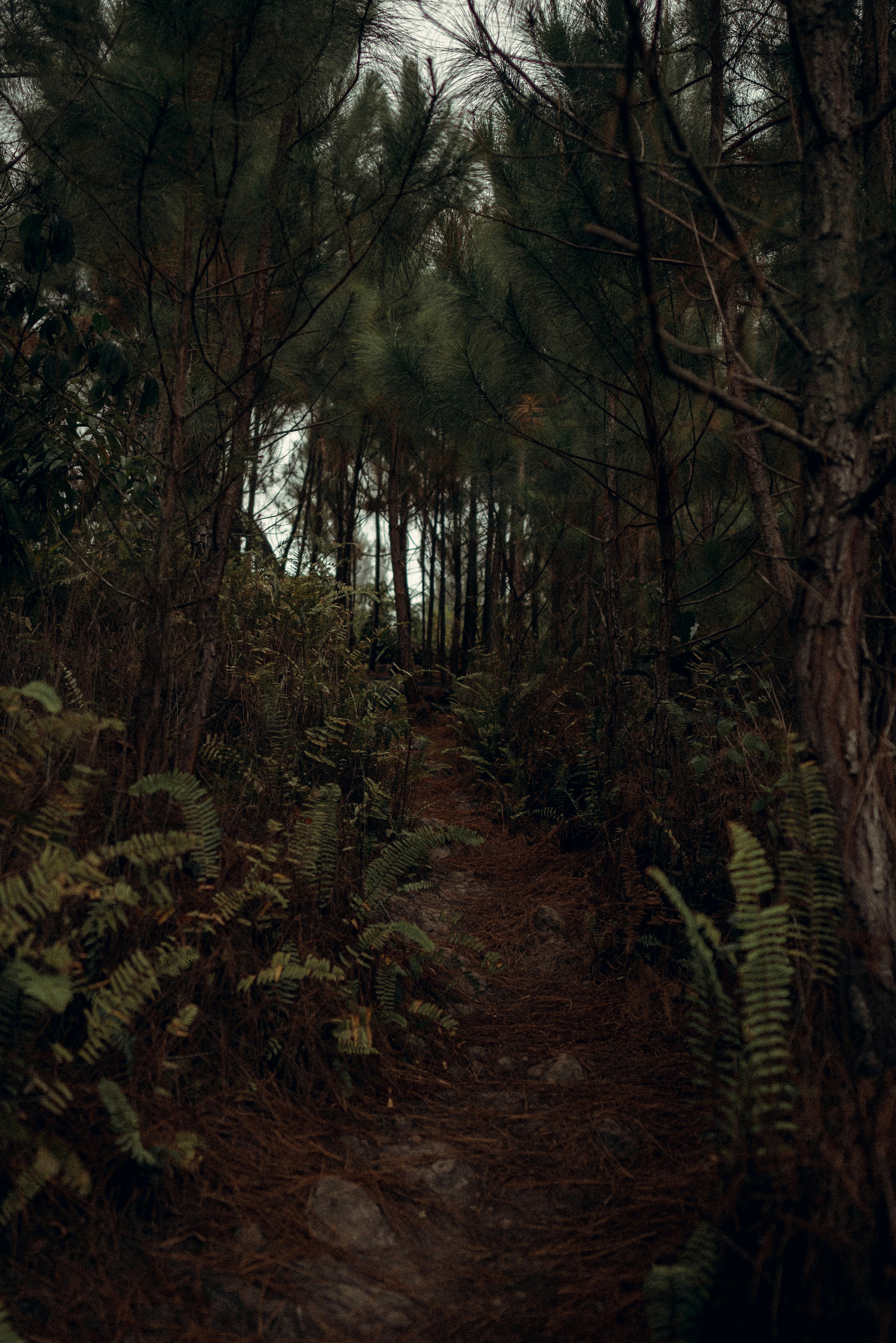 a path through a forest with lots of trees