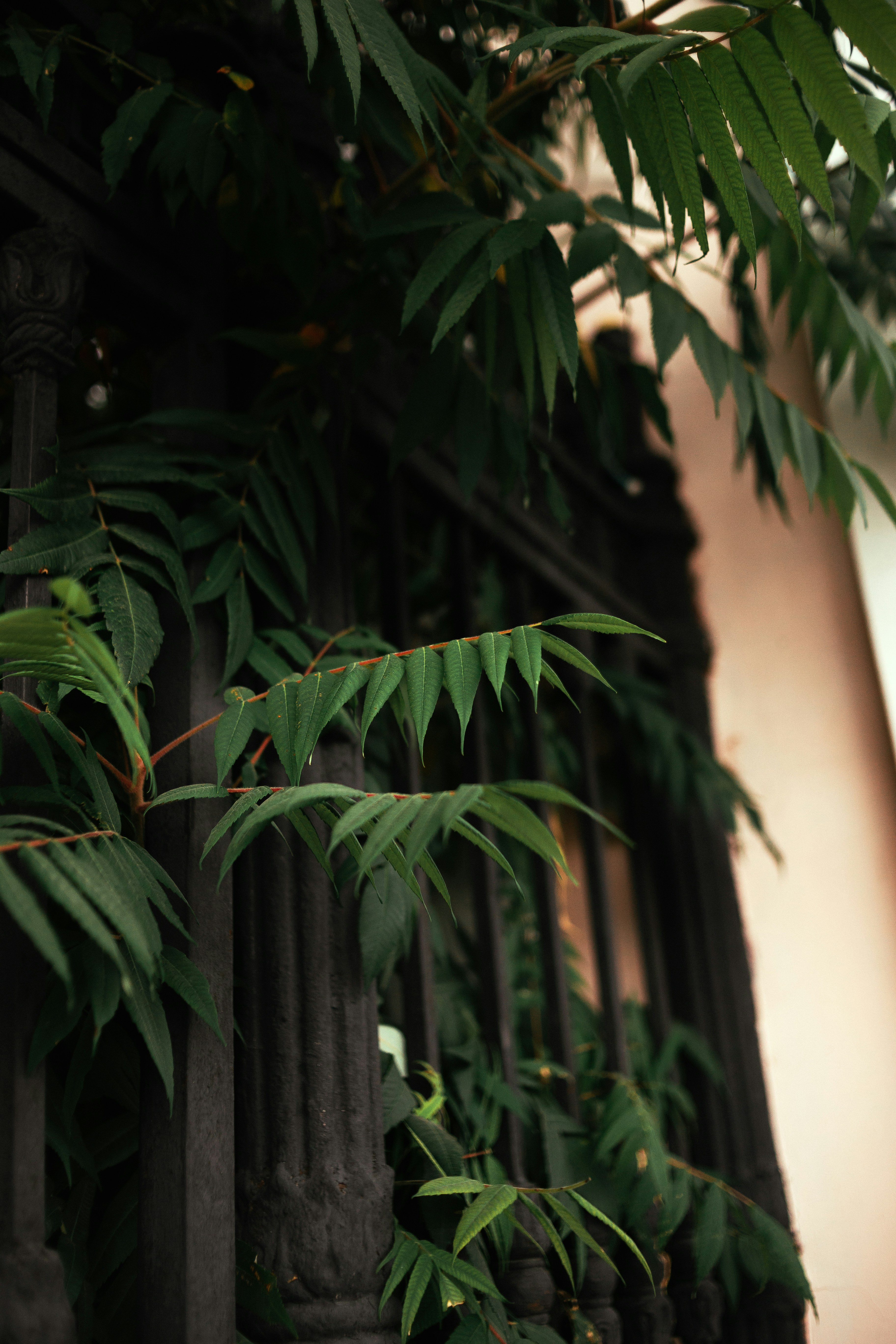 Lush green leaves intertwining with a wrought iron fence, creating a harmonious blend of nature and architecture.