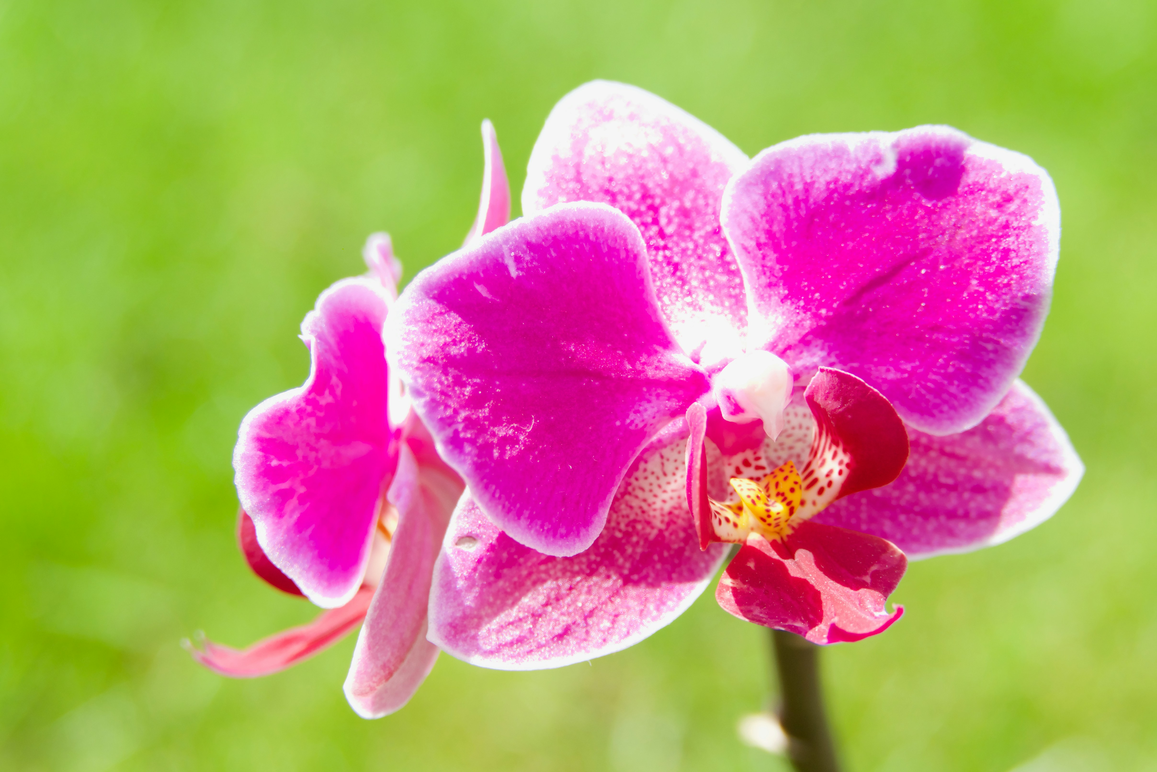 Pink Orchid in Sunlit Neon Green Field