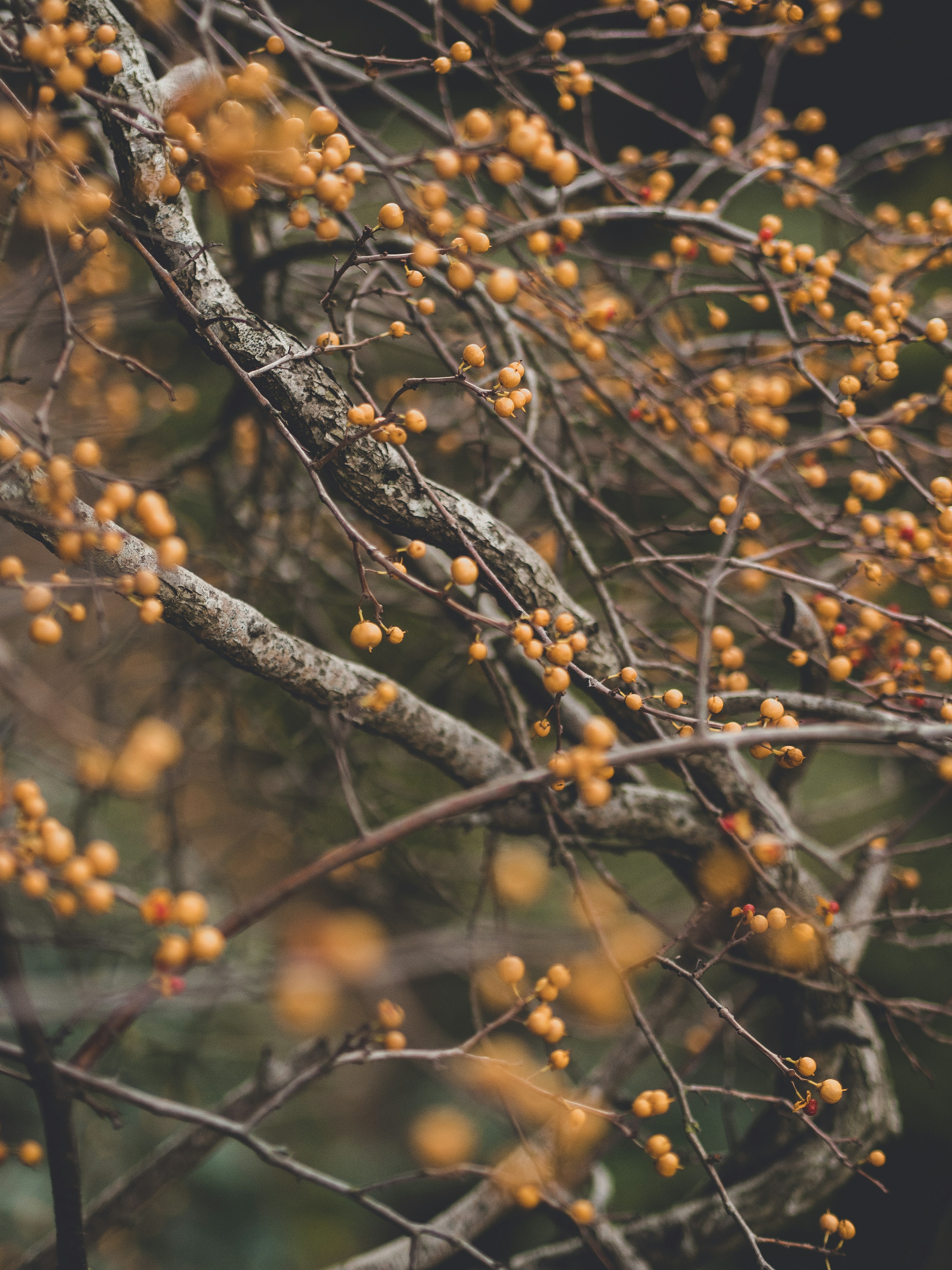 Whispers of Autumn: Nature's Golden Bounty
