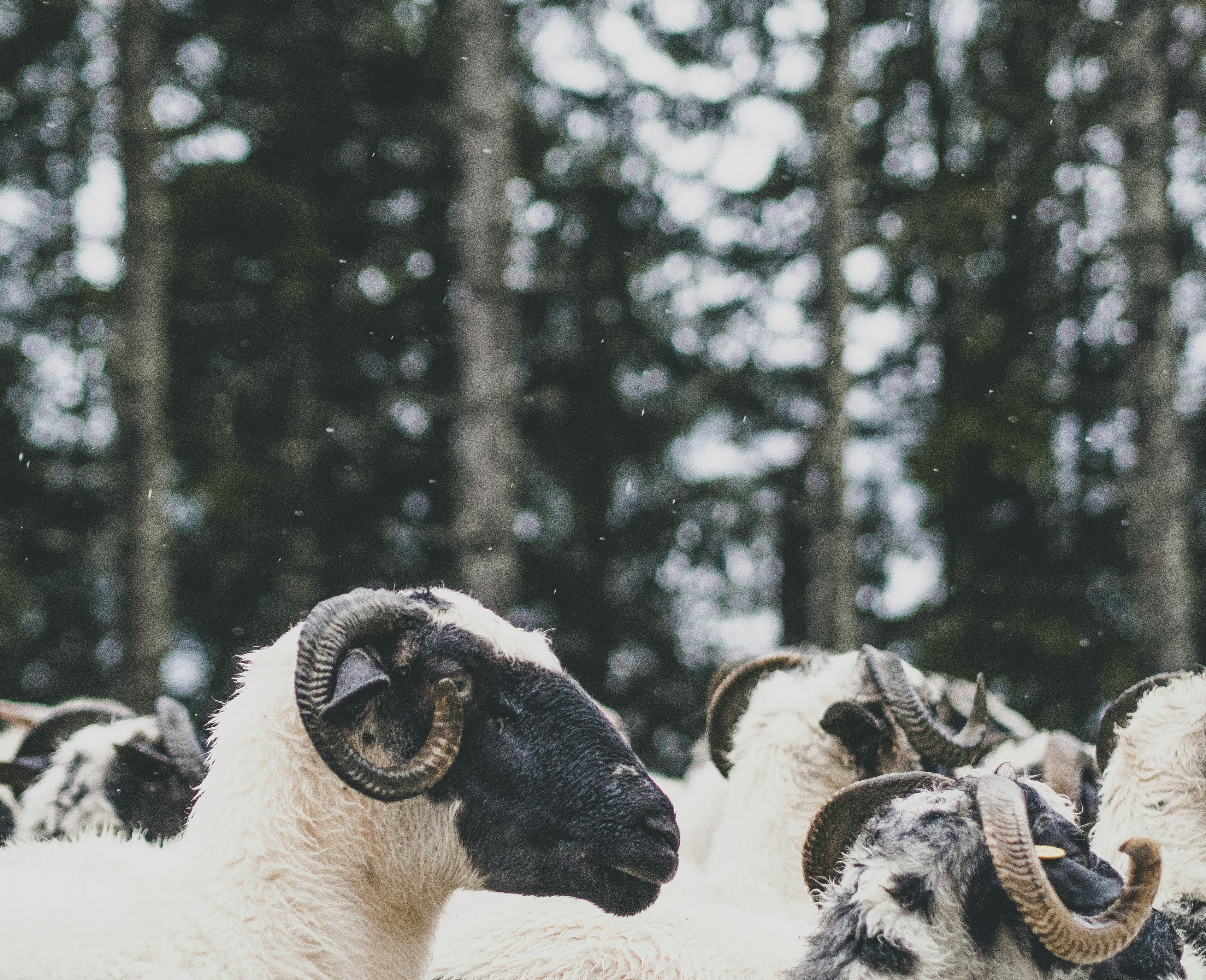 Close-up of a sheep with distinct black and white markings, surrounded by a flock in a snowy forest setting.