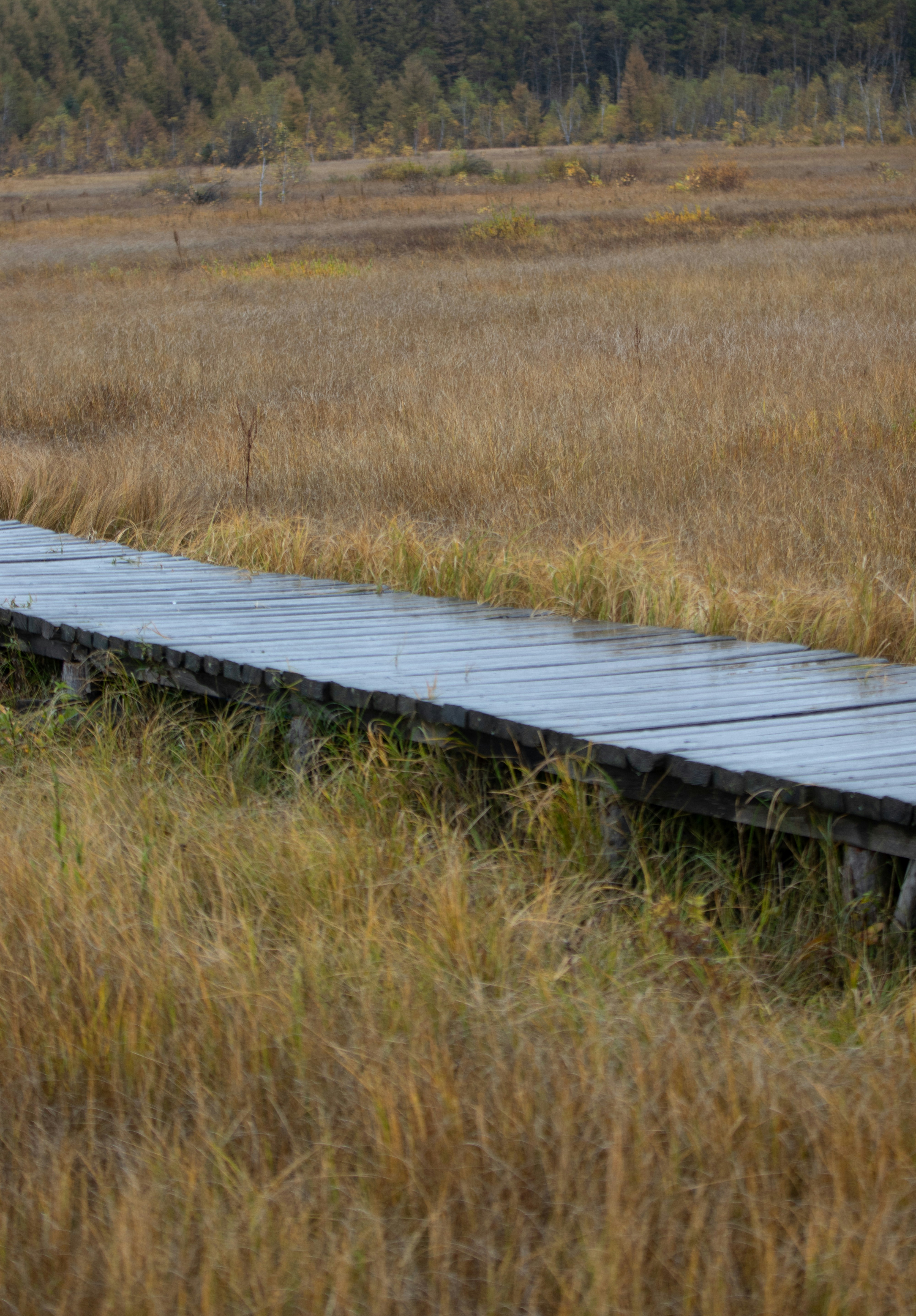 Amber Prairie Boardwalk: A Quiet Crossing Through Autumn Grass