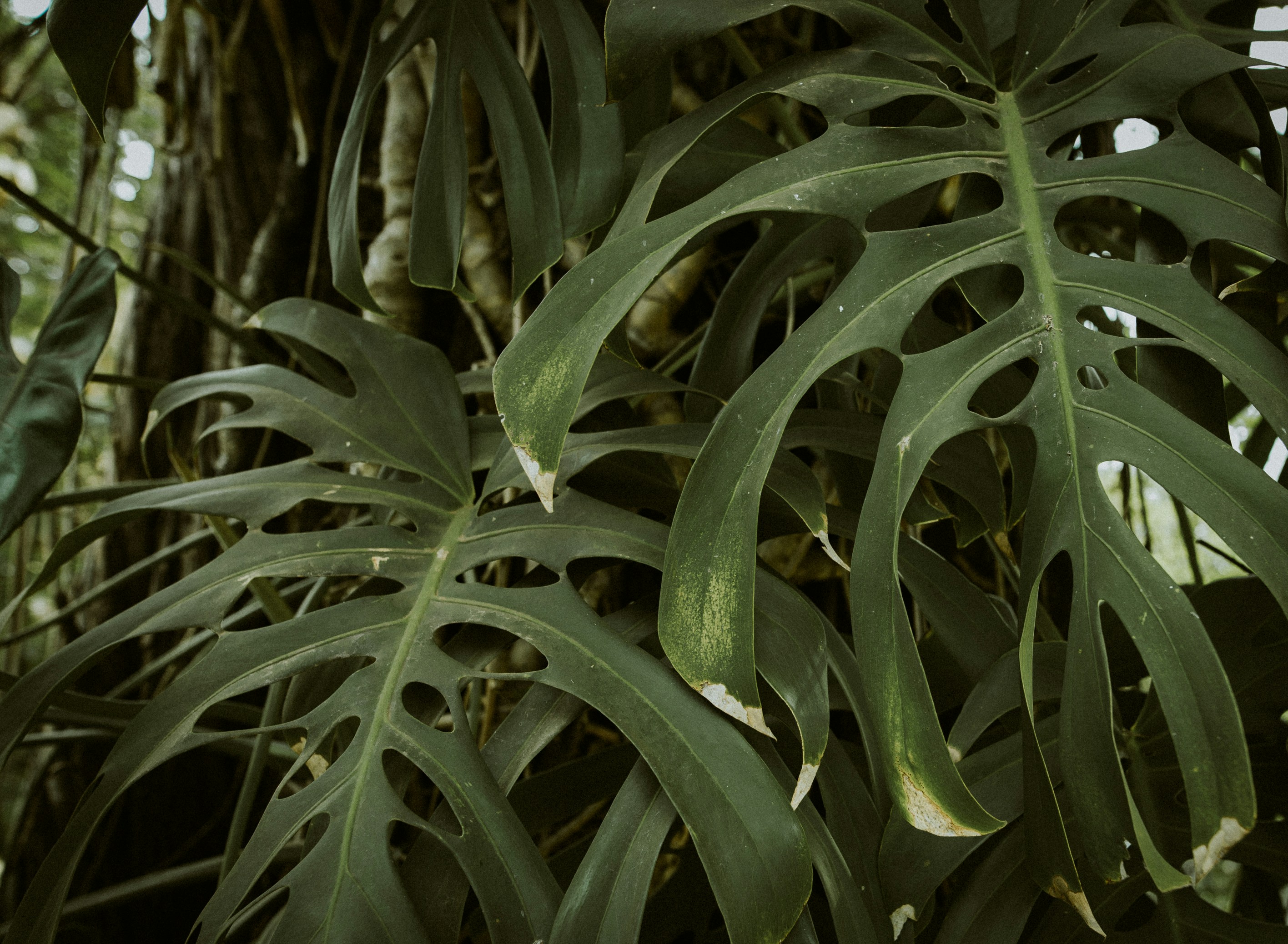 Photo by Sandro Gonzalez with Canon EOS R