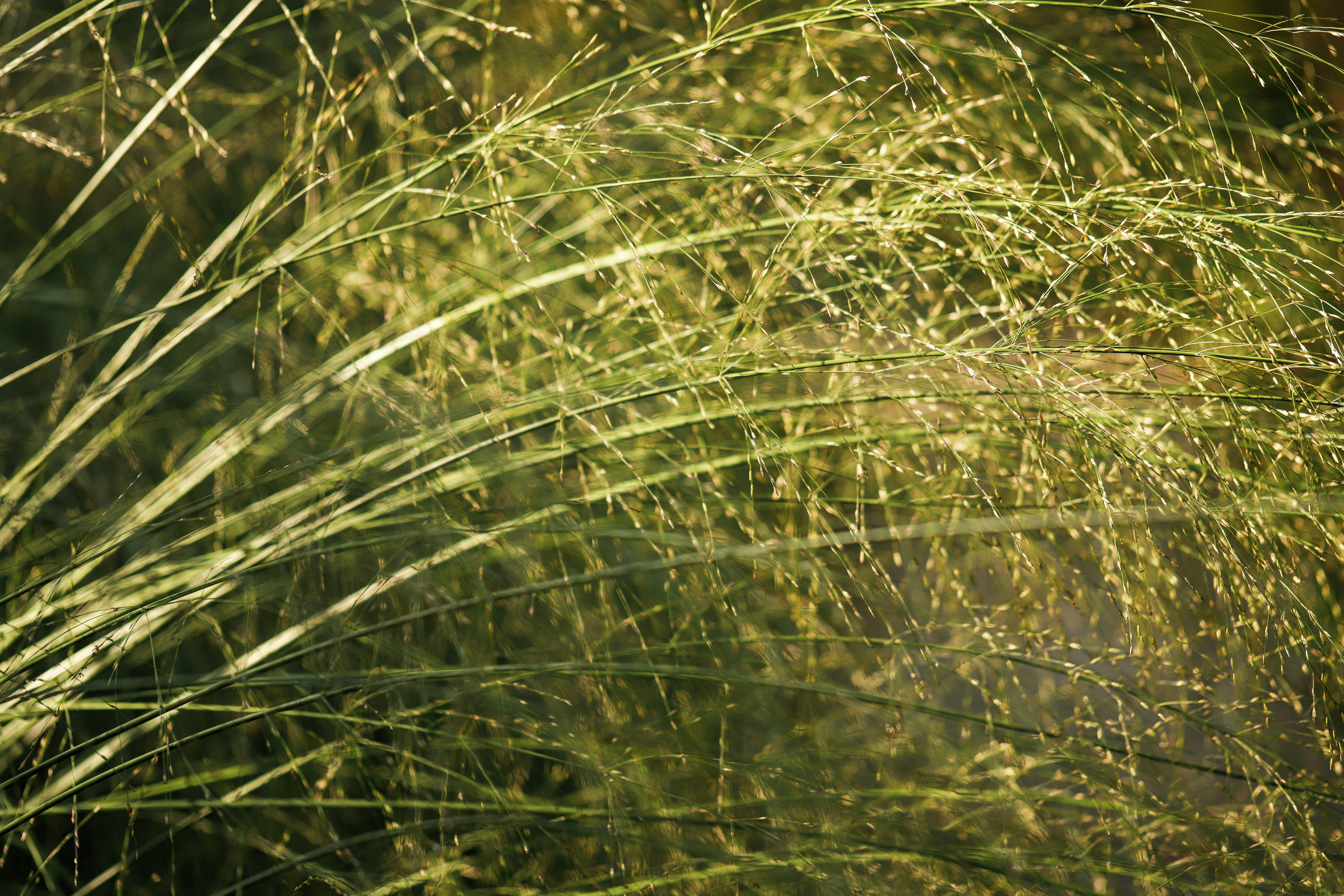 Backlit Meadow Threads: Golden Grass in Quiet Motion