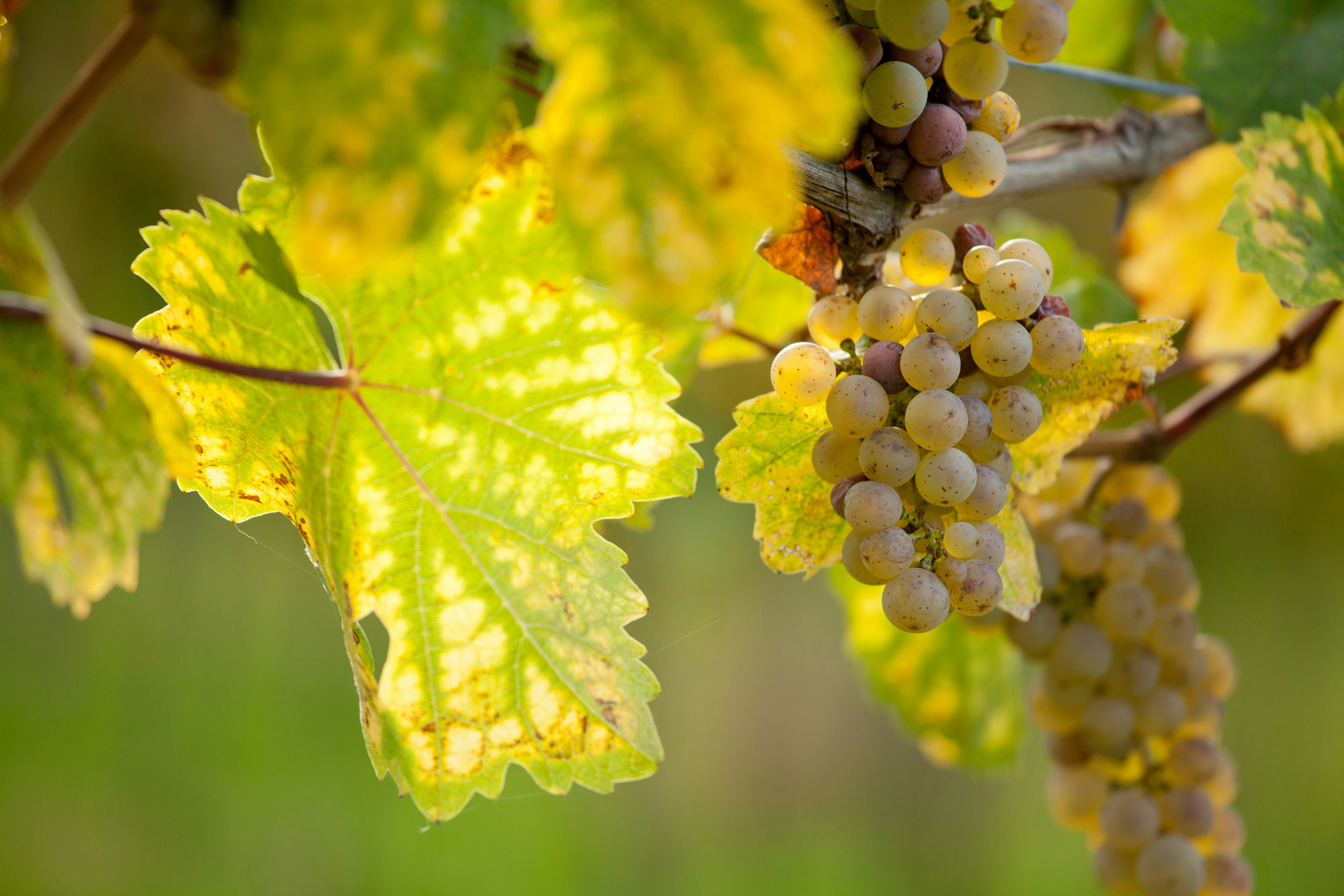 Une grappe de raisin suspendue à un arbre photo – Photo Vignoble ...