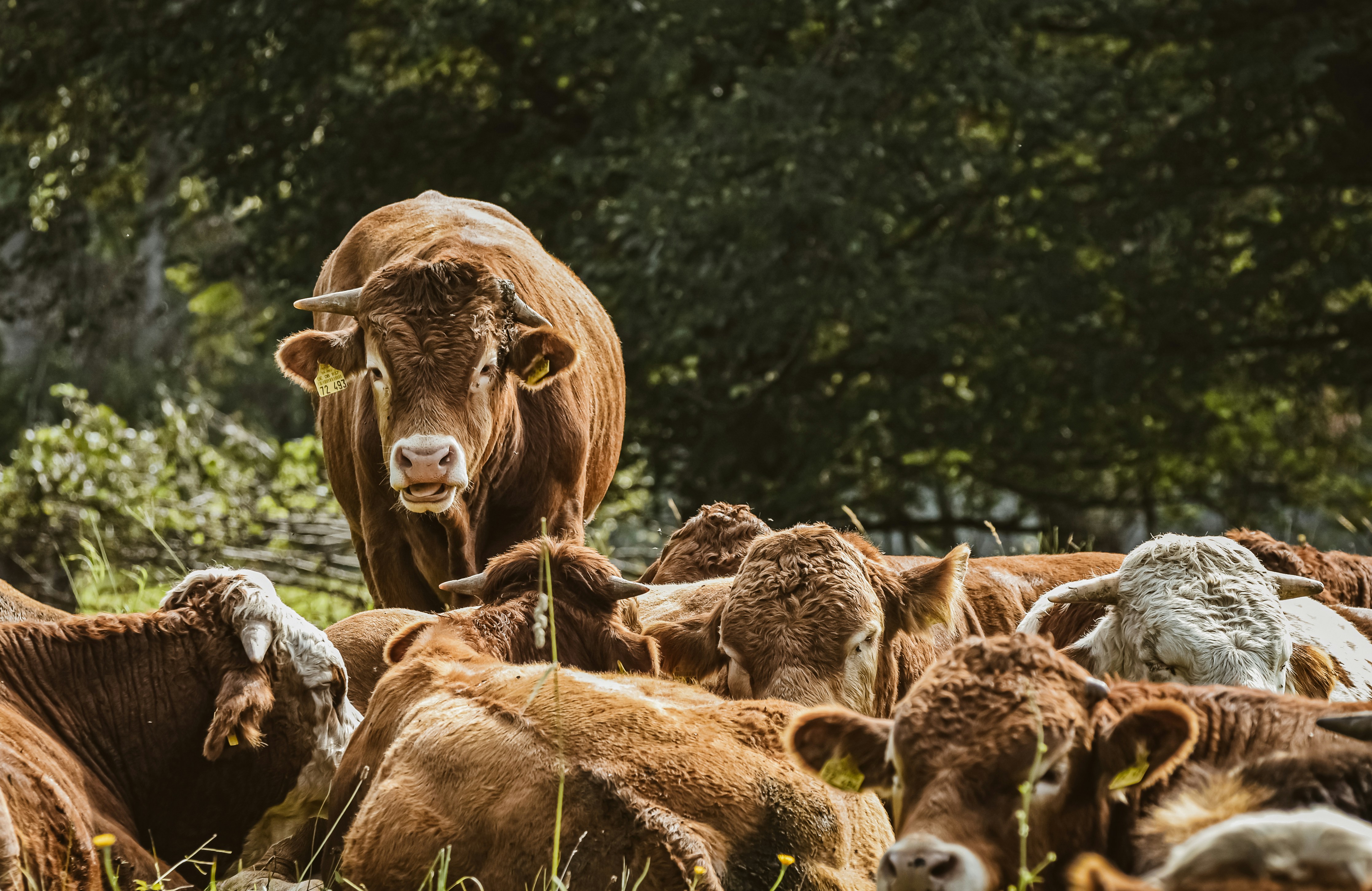 Raised-Head Sentinel: A Brown Cow Overlooks a Resting Herd in Dappled Light